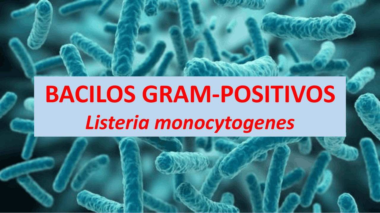 Listeria monocytogenes - Bacilos Gram Positivos | Slides Microbiologia ...