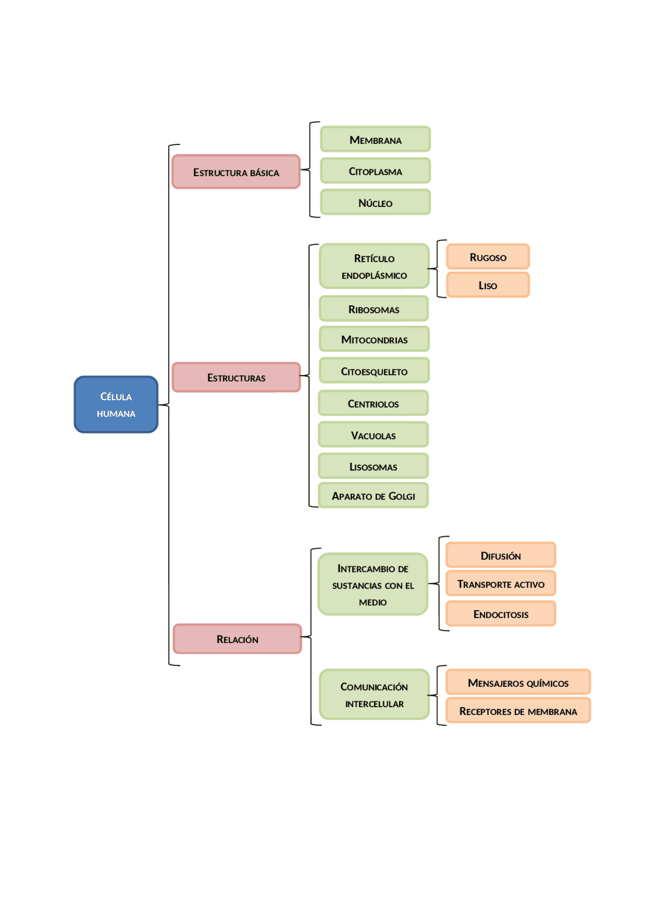 Esquema biologia 1 tema | Esquemas y mapas conceptuales de Biología | Docsity