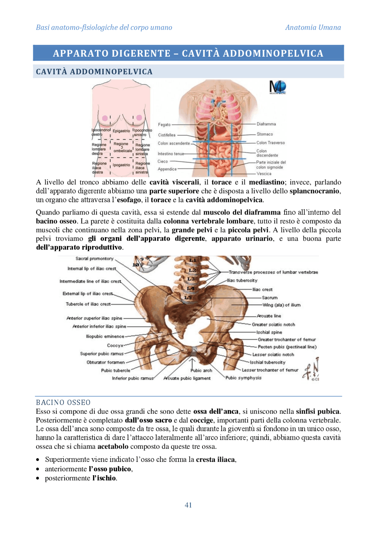 Apparato Digerente Anatomia Umana Sbobinature Di Anatomia I Docsity