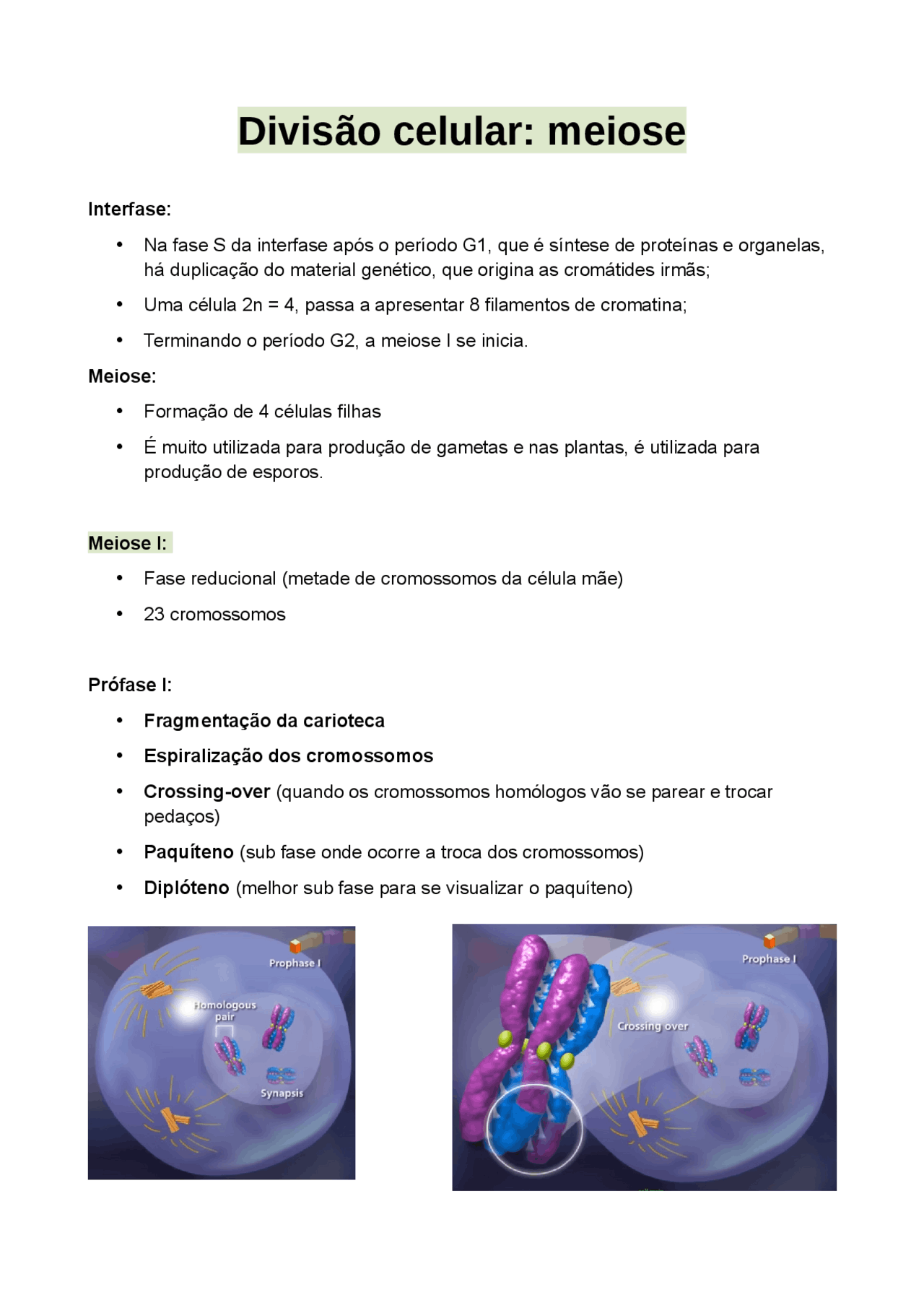 Divisão Celular Meiose 1ano Do Médio Esquemas Biologia Docsity