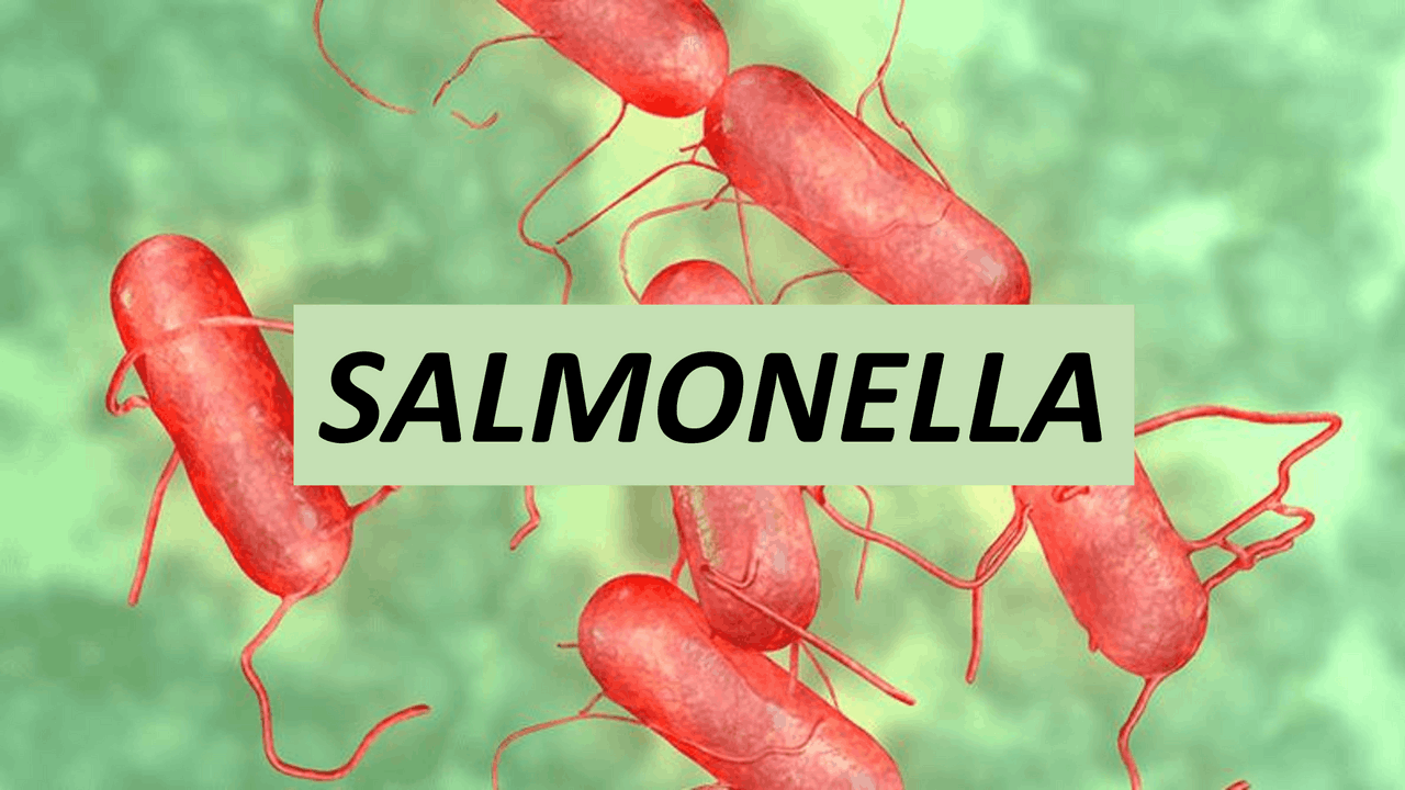 Samonella - Introdução | Slides Microbiologia | Docsity