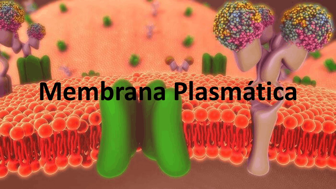 Membrana Plasmática: Características e Composição | Slides Fisiologia ...