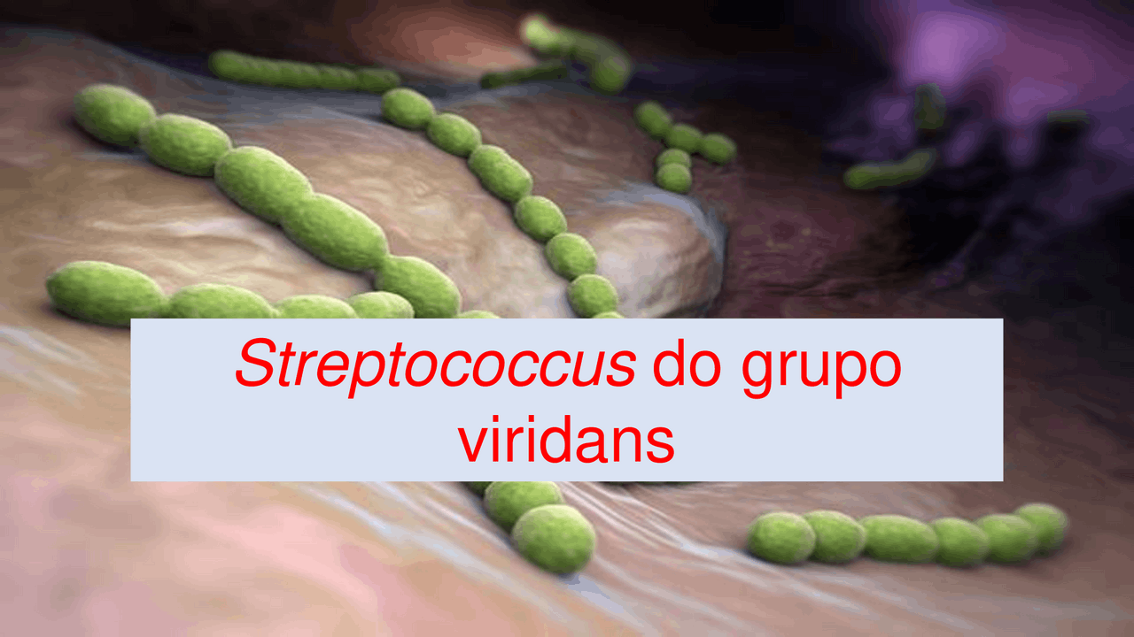 Streptococcus do grupo viridans | Slides Microbiologia | Docsity