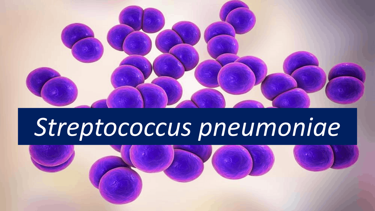 Streptococcus Pneumoniae Slides Microbiologia Docsity