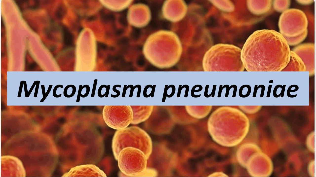 Mycoplasma Pneumoniae Slides Microbiologia Docsity