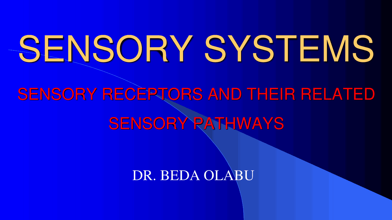 Sensory Systems Comprehensive Lecture Lecture Notes Anatomy Docsity