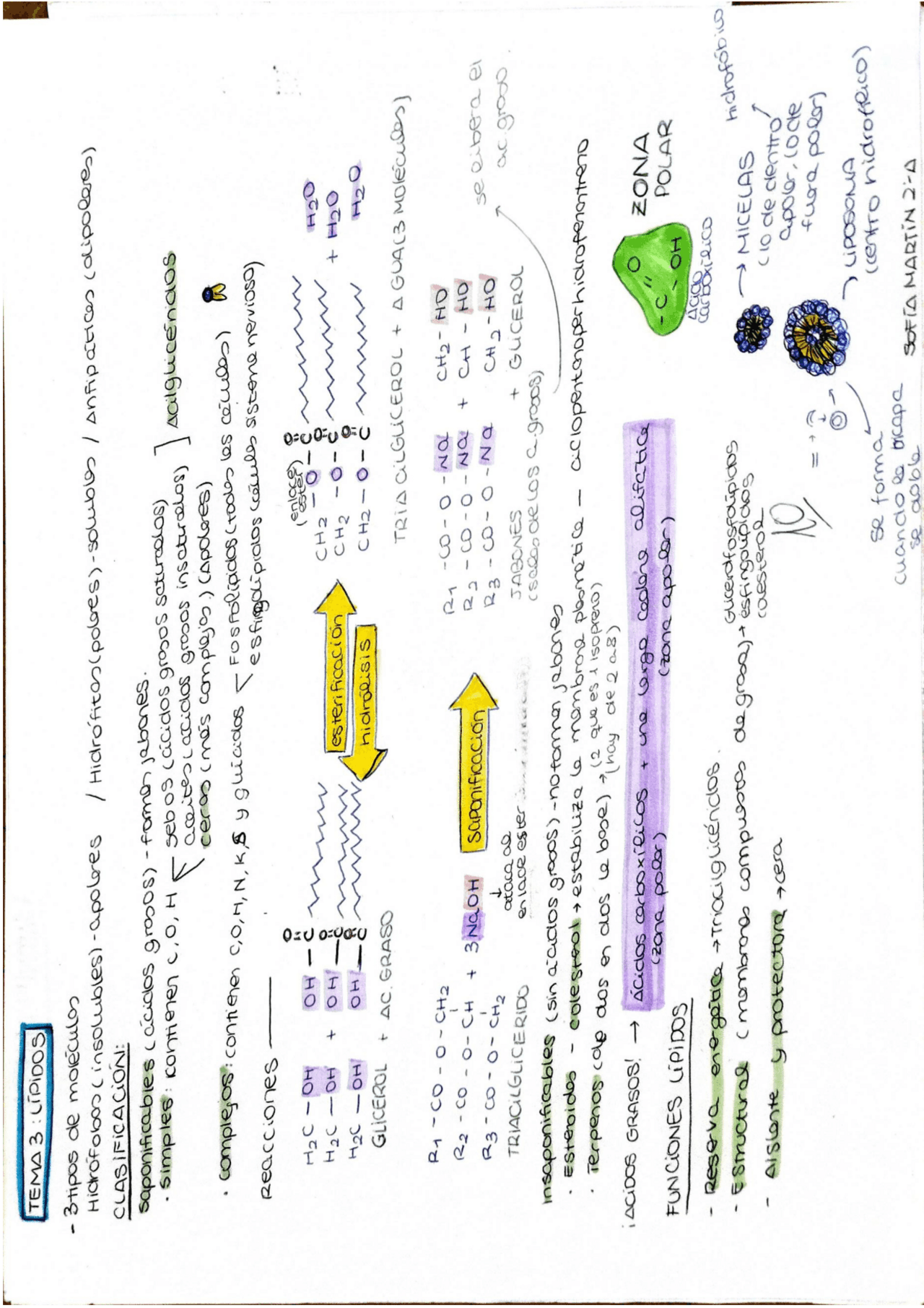 TEMA 3-BIOQUÍMICA ESTRUCTURAL | Apuntes de Bioquímica | Docsity
