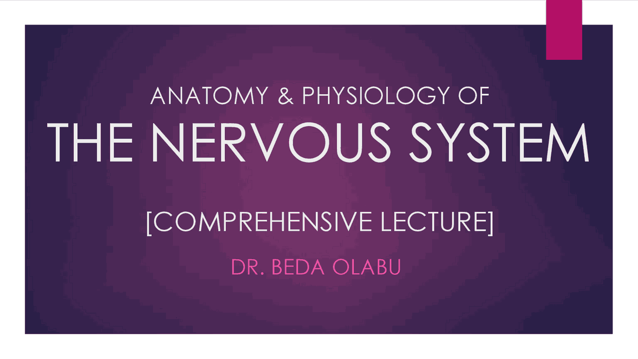 Anatomy and physiology 2 | Lecture notes Anatomy | Docsity