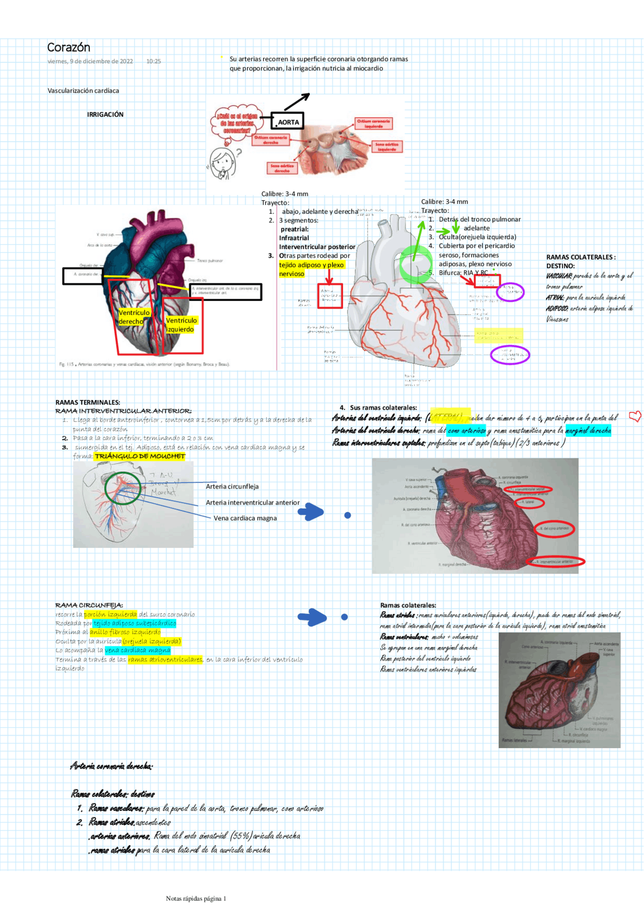 Resumen de corazón anatomía | Apuntes de Anatomía | Docsity
