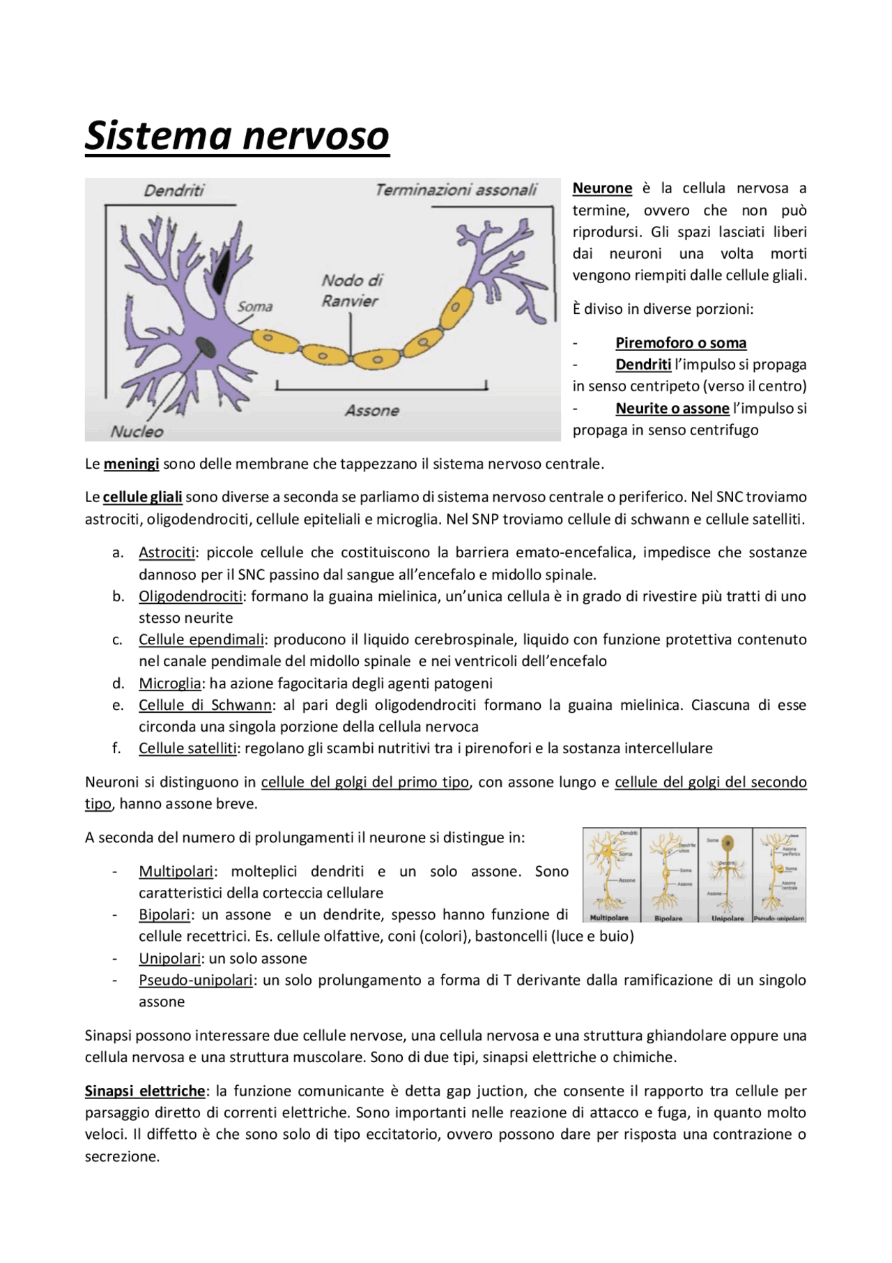 Il Sistema Nervoso Centrale E Periferico Appunti Di Anatomia Docsity