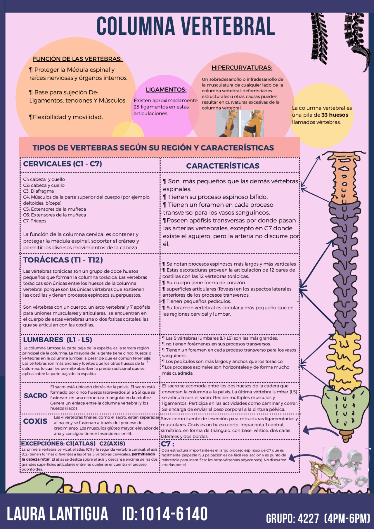 Tabla de las vertebras, sus tipos y excepciones | Esquemas y mapas ...