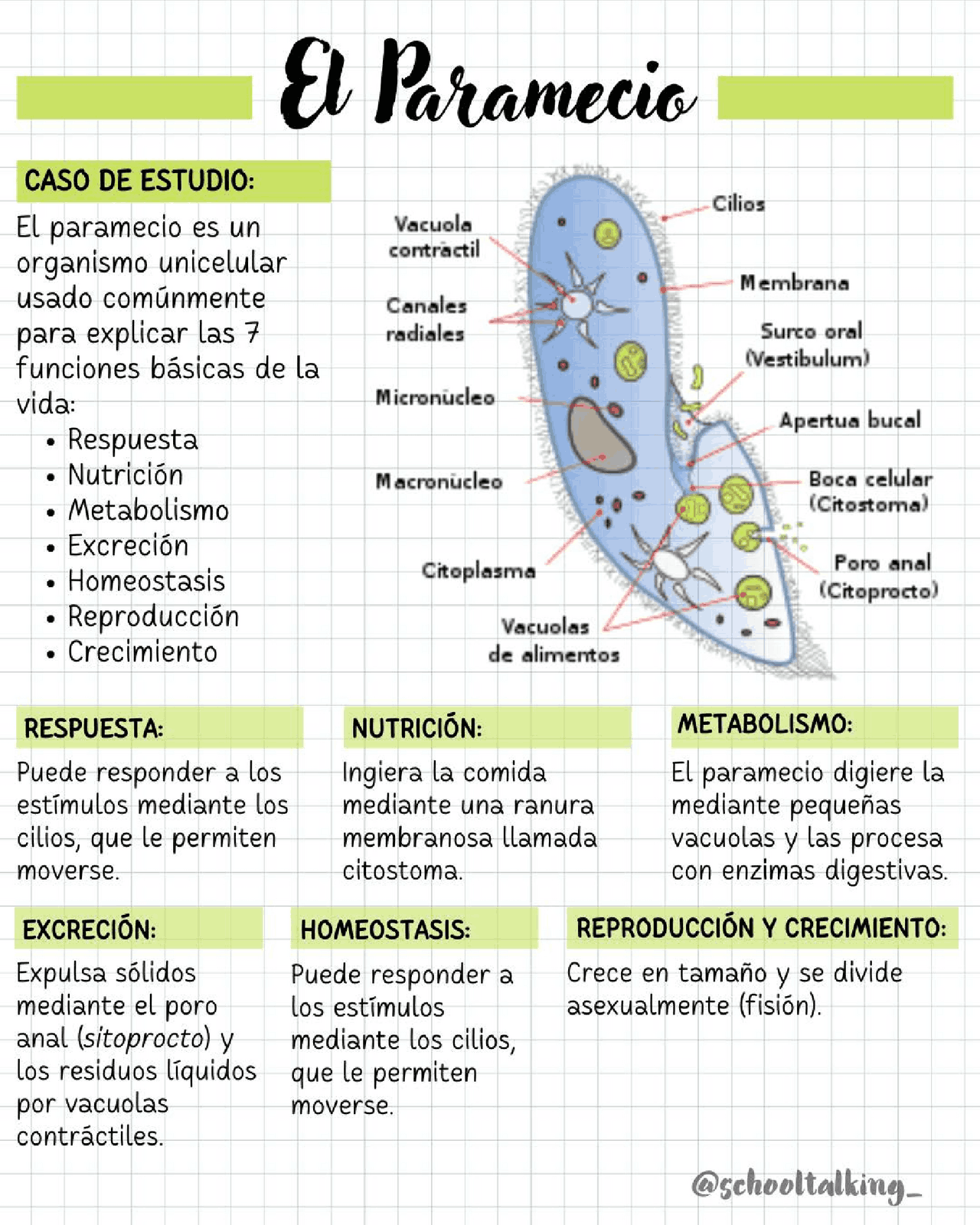El paramecio, información básica | Apuntes de Química | Docsity