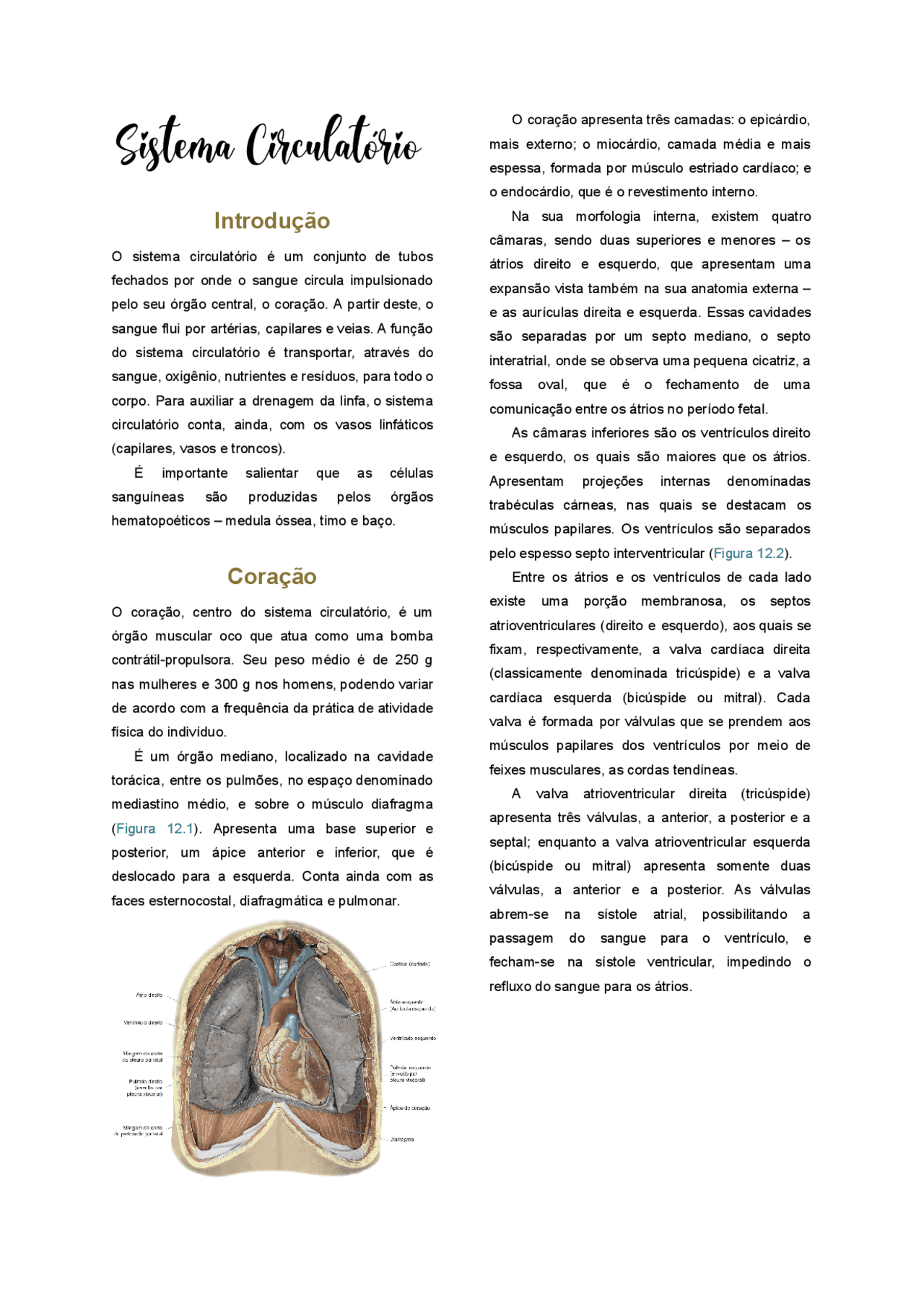 Sistema Circulatório Ou Cardiovascular Esquemas Anatomia Docsity