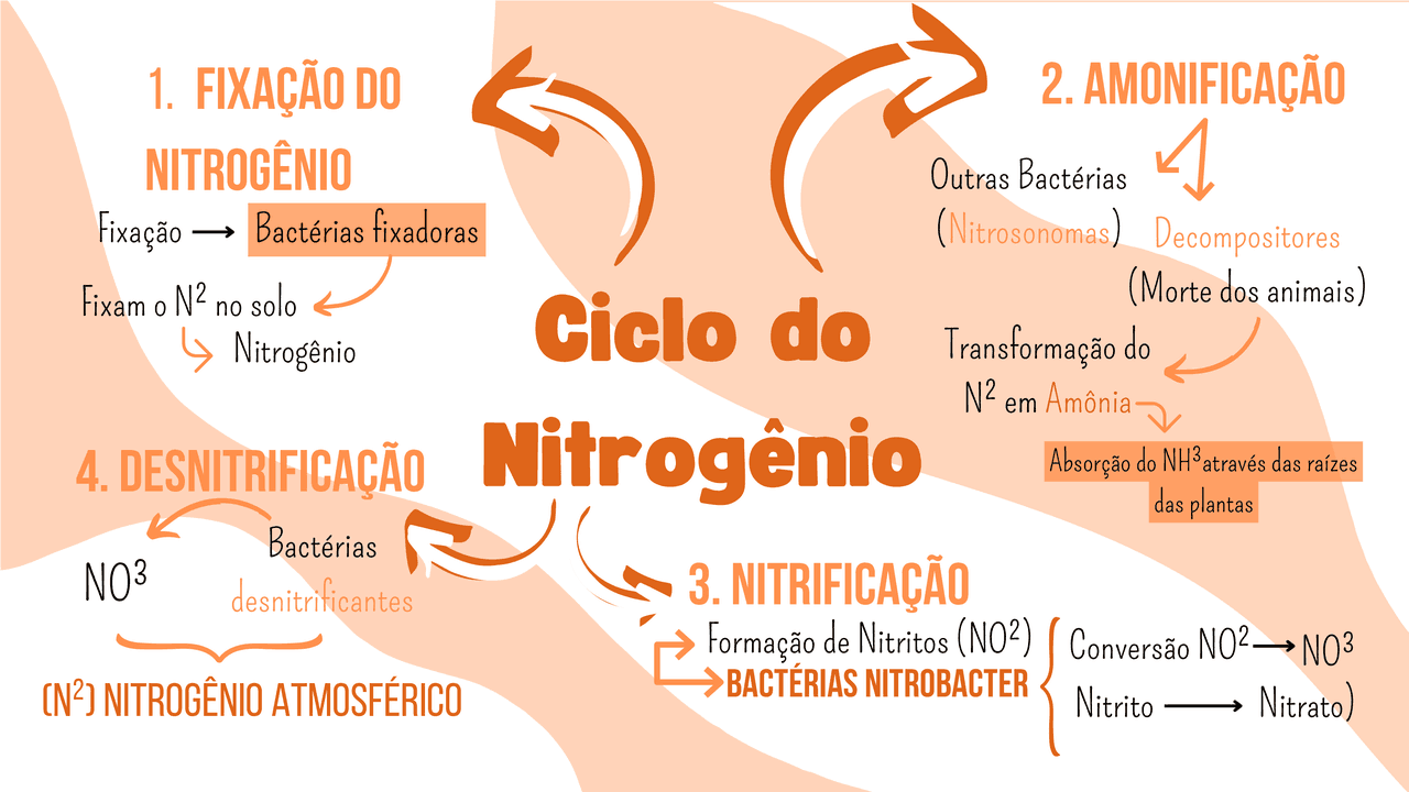 O Ciclo do Nitrogênio | Esquemas Biologia | Docsity