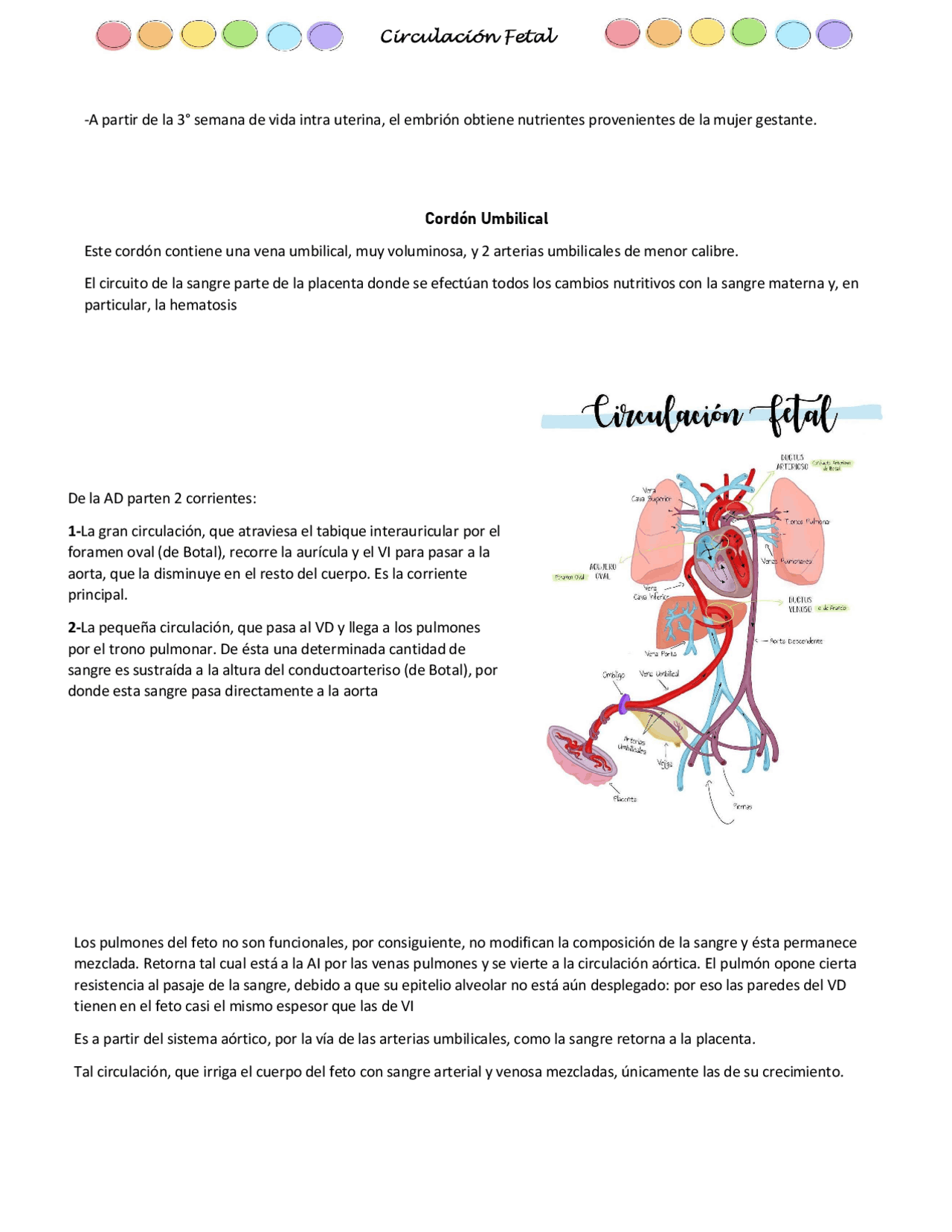 Circulación Fetal Anatomía Resúmenes De Anatomía Docsity