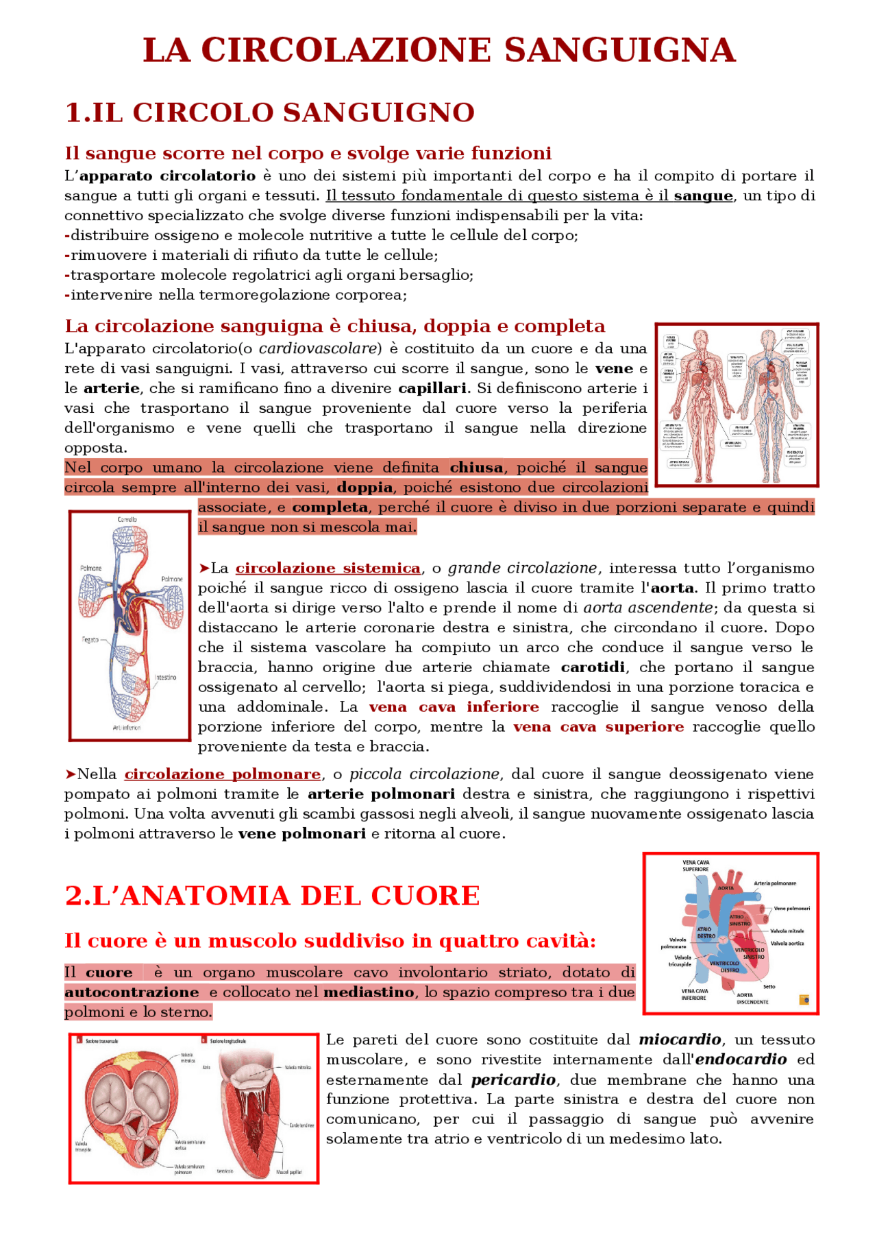 Il Sistema Circolatorio Appunti Di Biologia Docsity