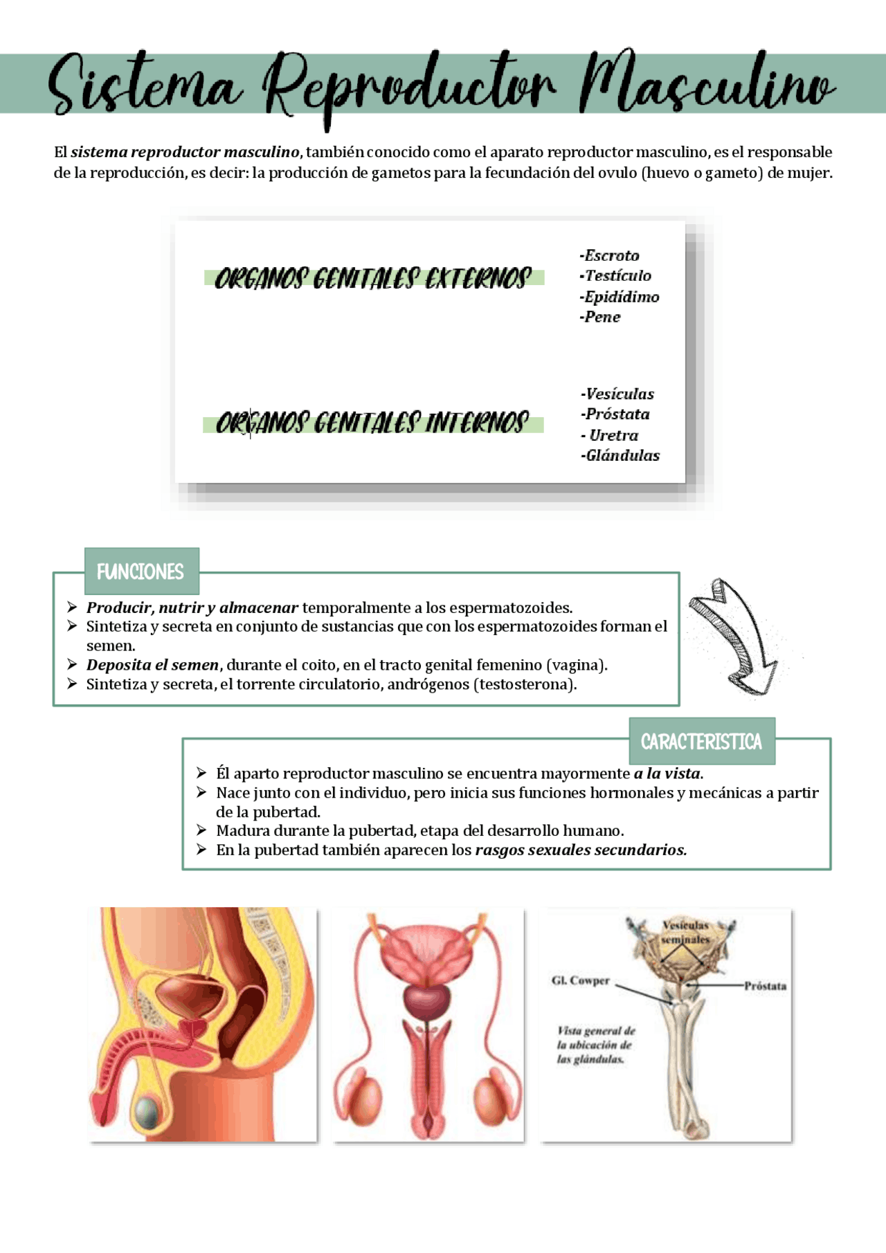 Sistema Reproductor Masculino Apuntes De Enfermería Docsity