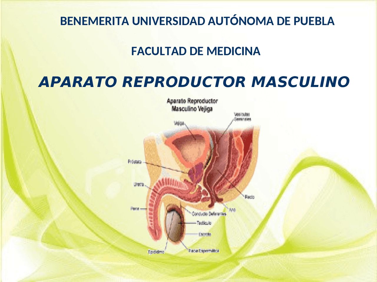 Aparato Reproductor Masculino Diapositivas De Anatomía Docsity
