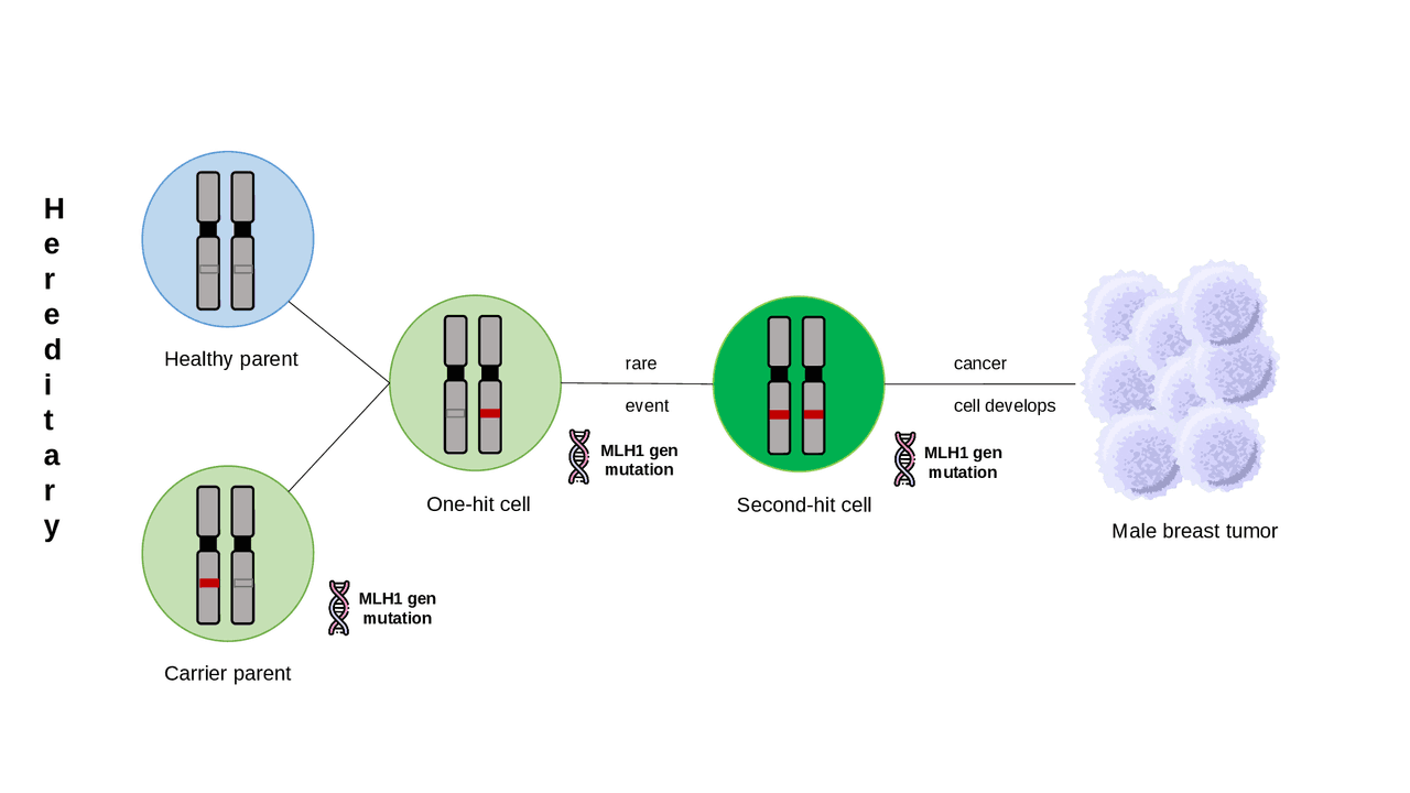 DIAGRAMA DOBLE HIT O TEORIA DE KNUDSON | Diapositivas de Genética | Docsity