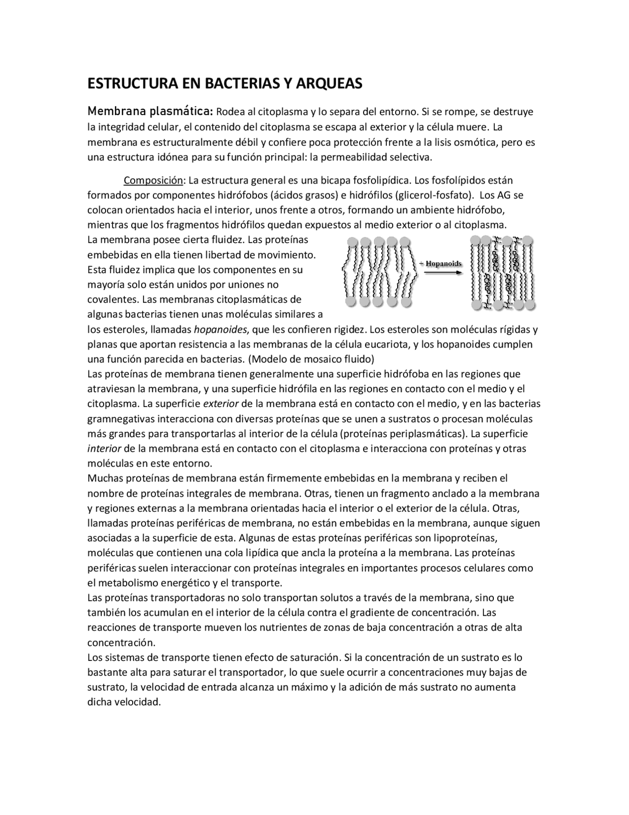 Estructura de bacterias y arqueas | Apuntes de Microbiología | Docsity