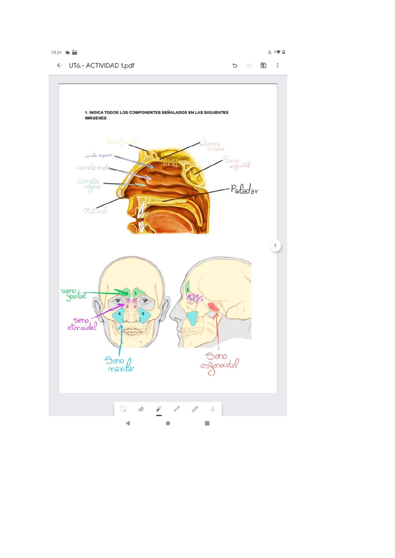 Ejercicios Resueltos En Clase Ejercicios De Biología Molecular Docsity