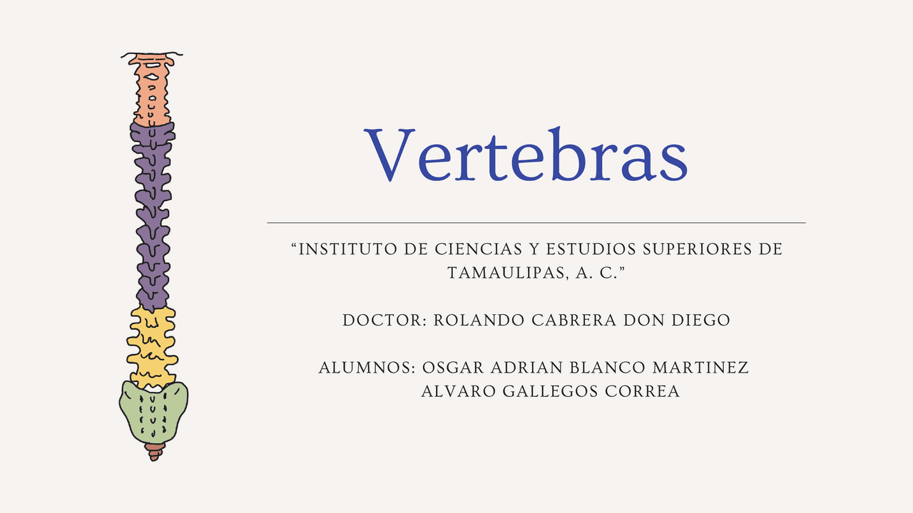 Generalidades Vertebras Diapositivas De Anatomía Docsity