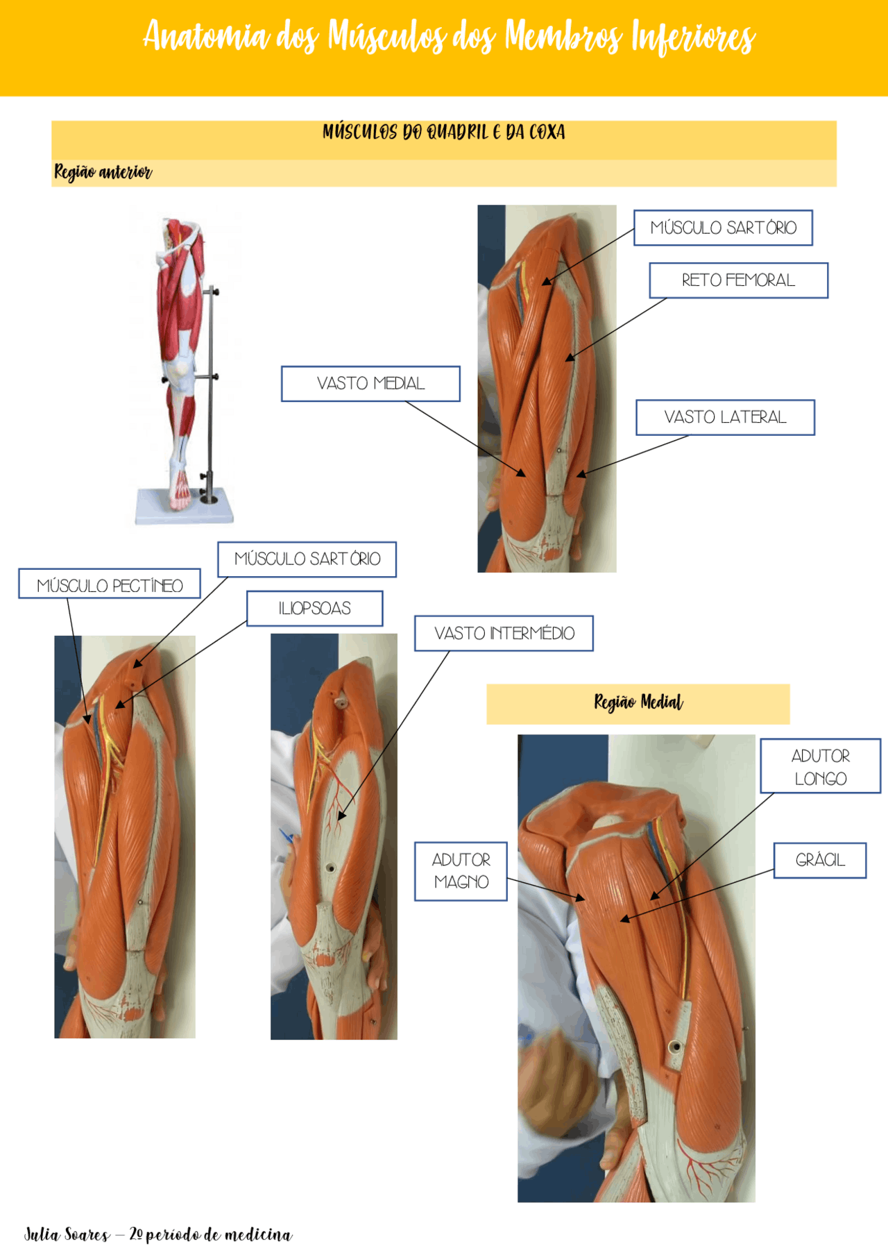 RESUMO CLARO E DETALHADO SOBRE A ANATOMIA DOS MUSCULOS DOS MEMBROS ...