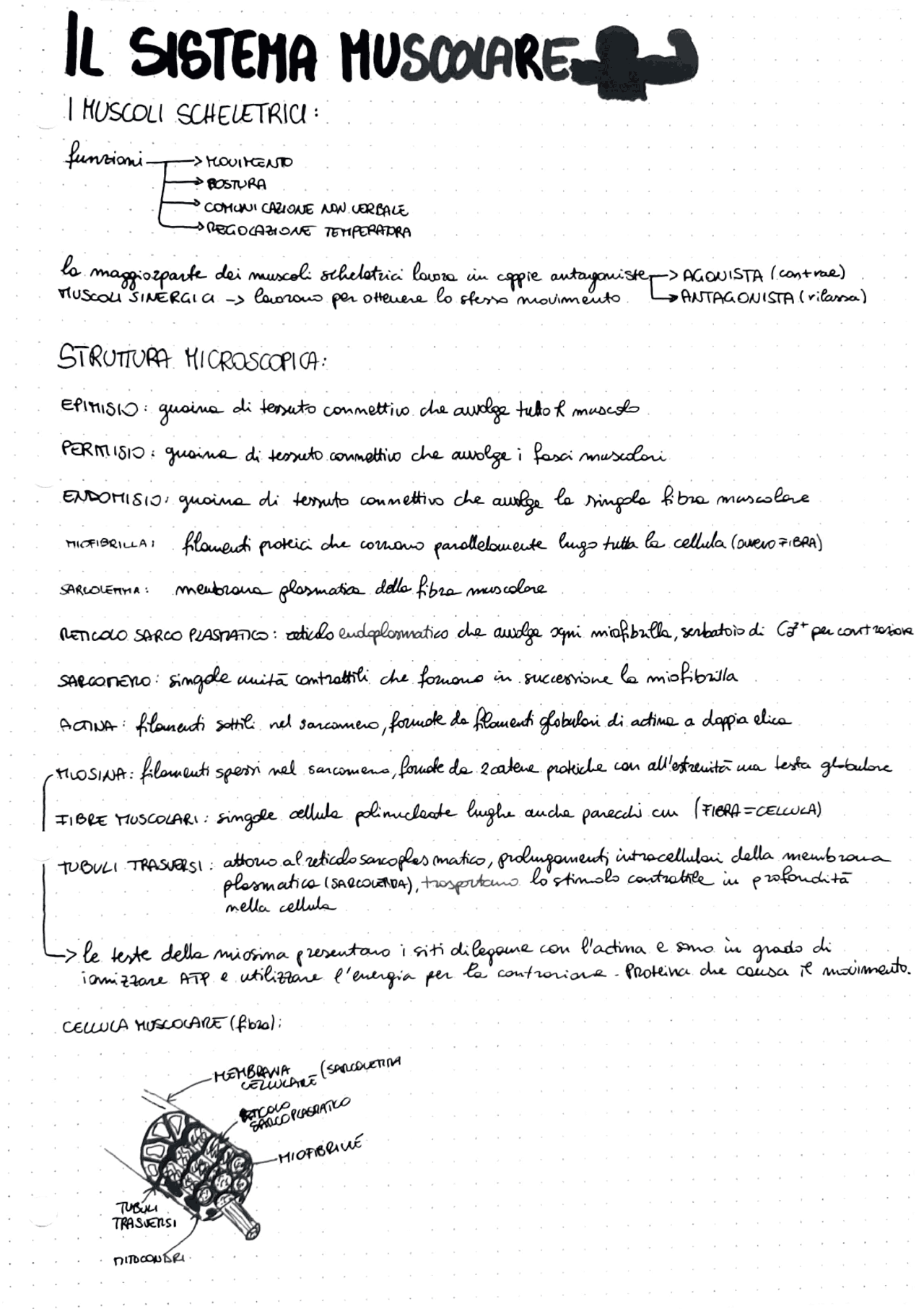 Sistema Muscolare Appunti Appunti Di Anatomia Docsity