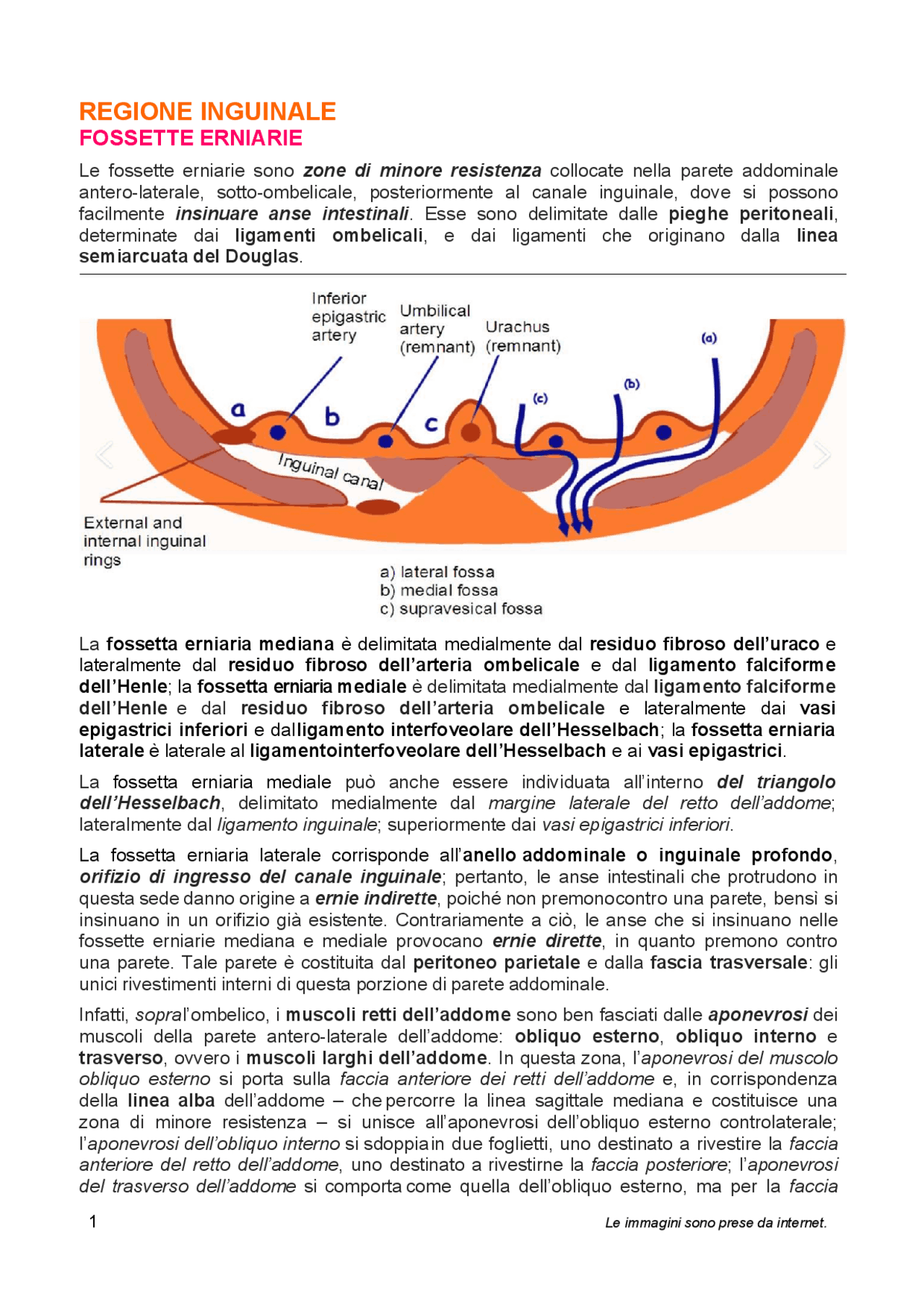 REGIONE INGUINALE, RIASSUNTO | Dispense di Anatomia I | Docsity