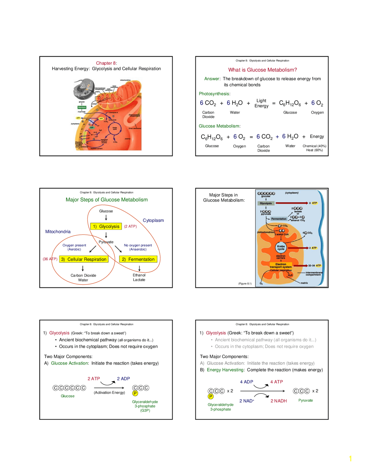 Cellular respiration | Slides Cell Biology | Docsity
