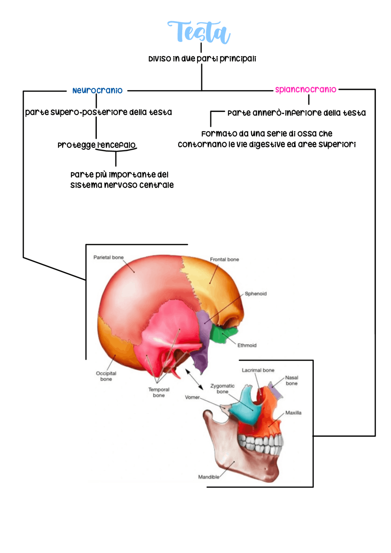 Ossa della testa : Neurocranio e splancnocranio | Schemi e mappe ...