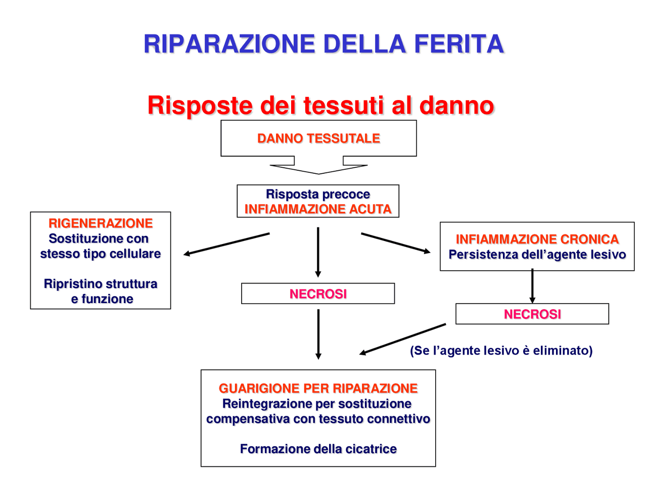 La riparazione della ferita | Slide di Fisiopatologia | Docsity