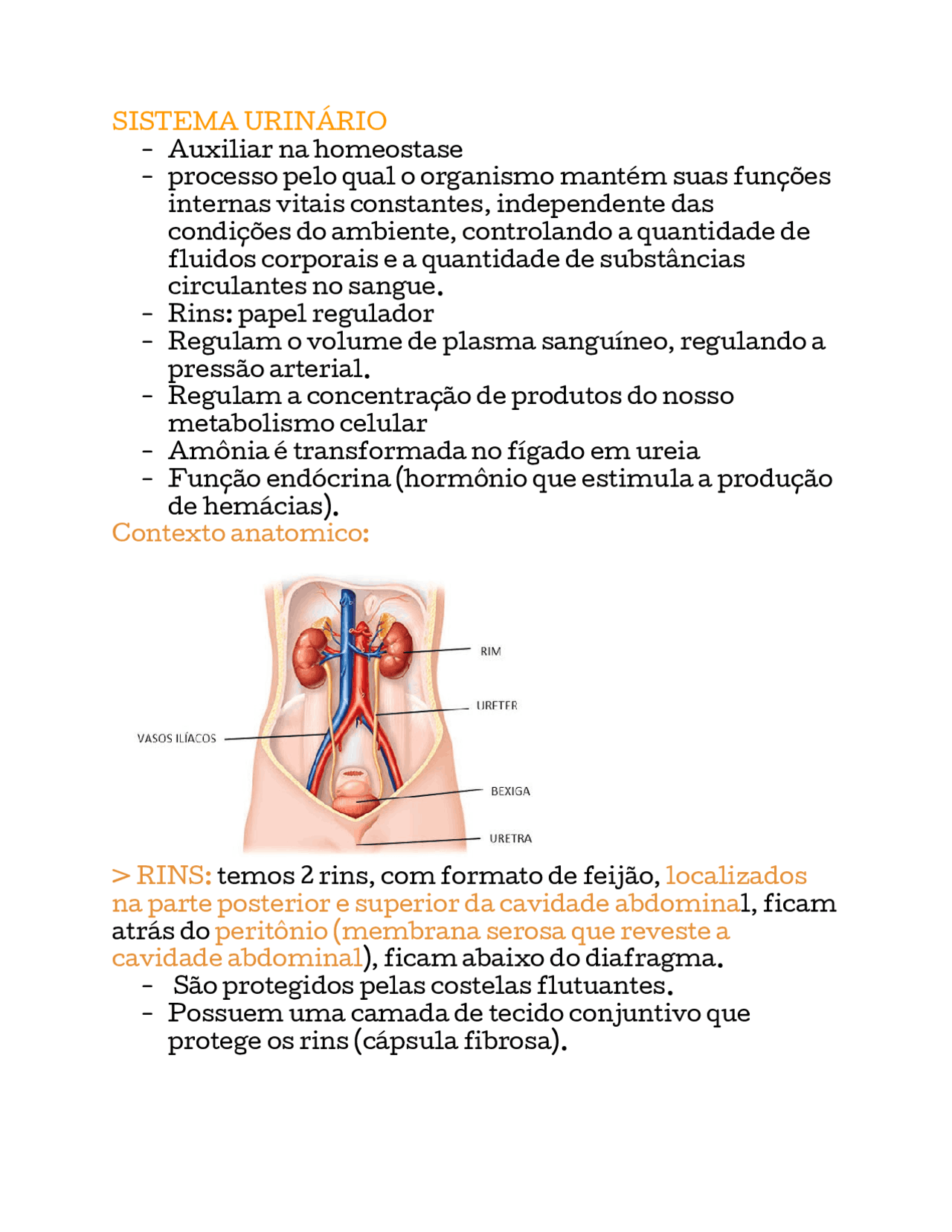 Sistema Urinário E Reprodutor Resumos Anatomia Docsity