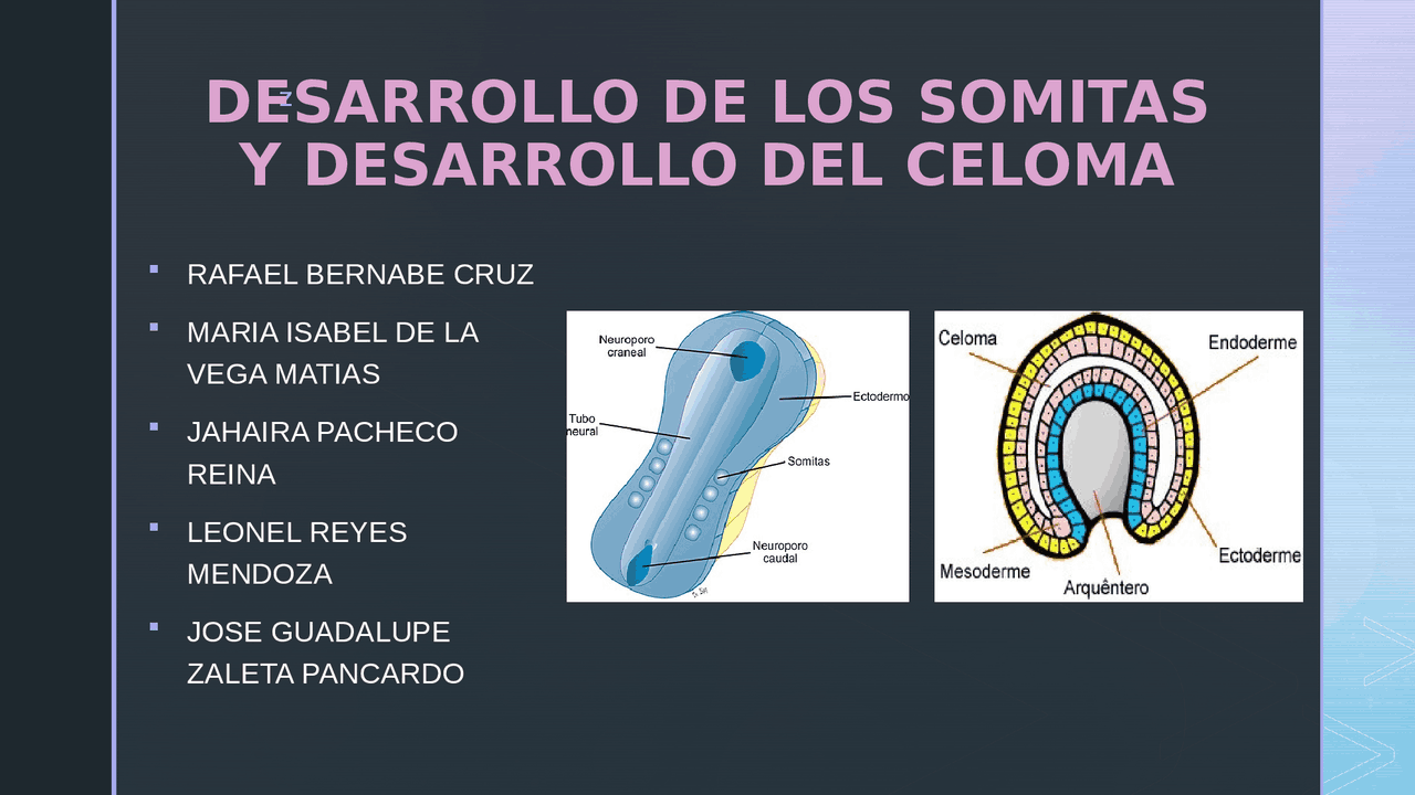 Desarrollo de los somitas embriologia, resumen de los capitulos ...