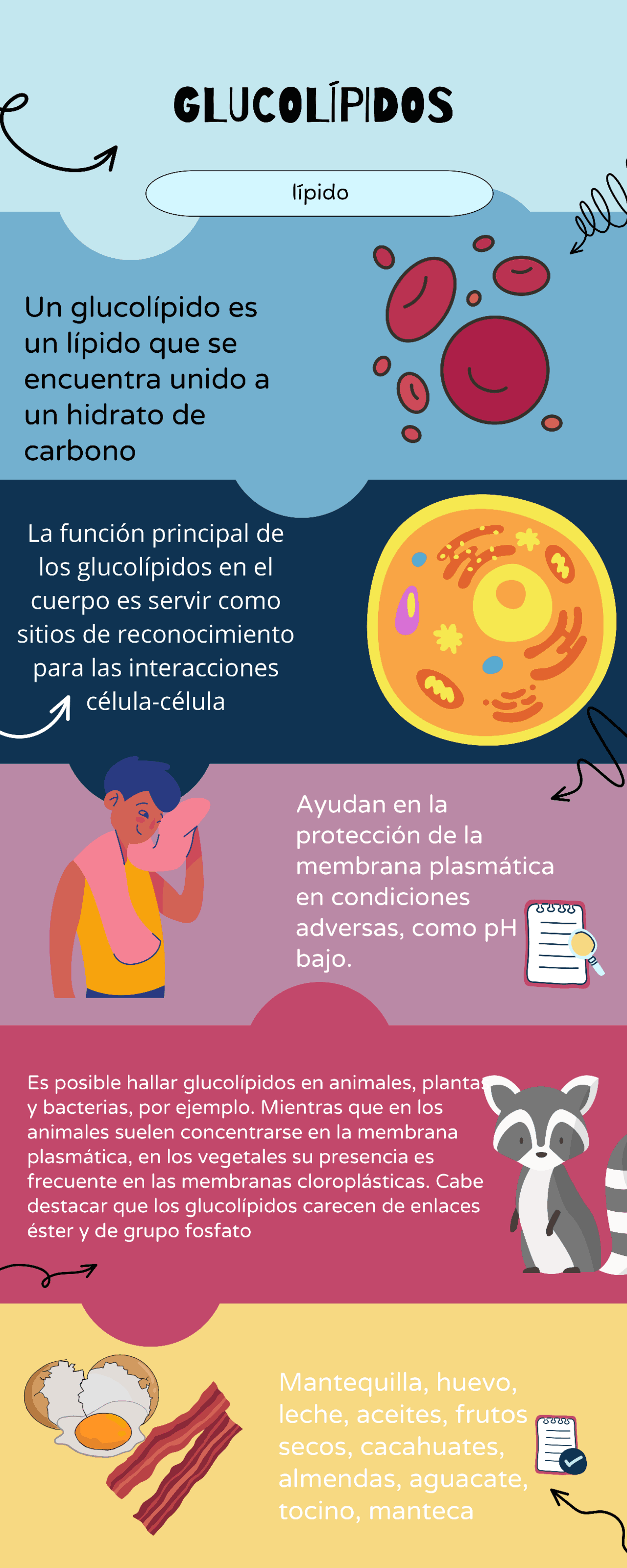 Los glucolípidos apuntes de clase | Apuntes de Bioquímica | Docsity