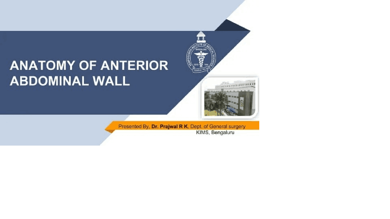 Anatomy of Anterior Abdominal Wall | Slides General Surgery | Docsity