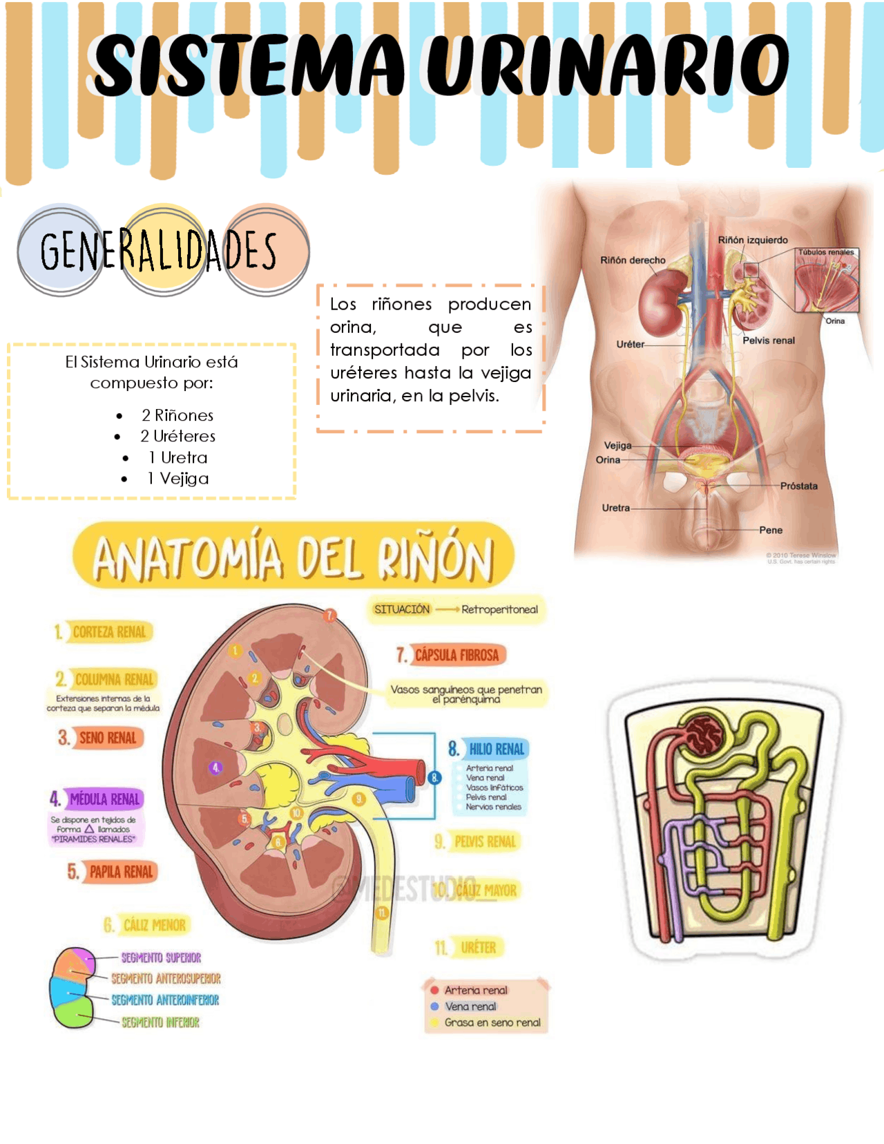 Anatomía del Sistema Urinario | Esquemas y mapas conceptuales de Anatomía | Docsity