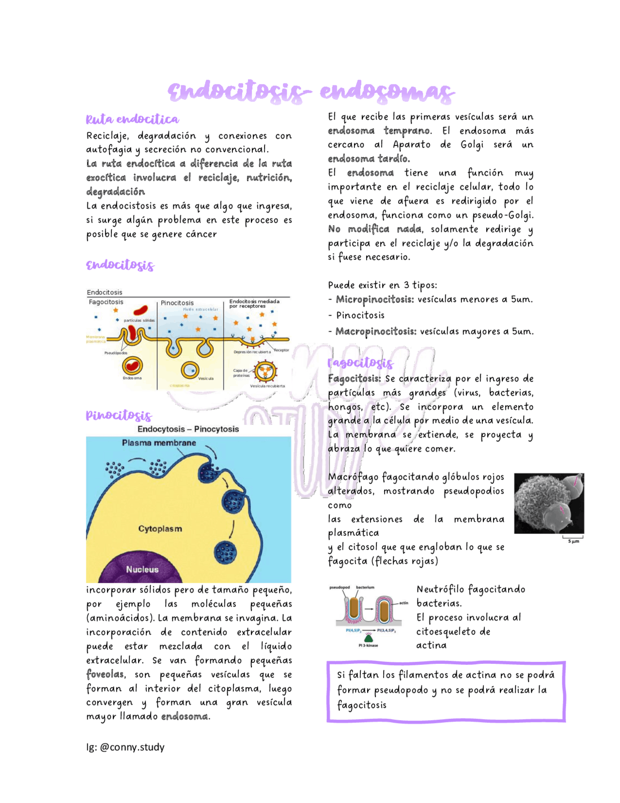Endocitosis- endosomas | Apuntes de Biología Celular | Docsity