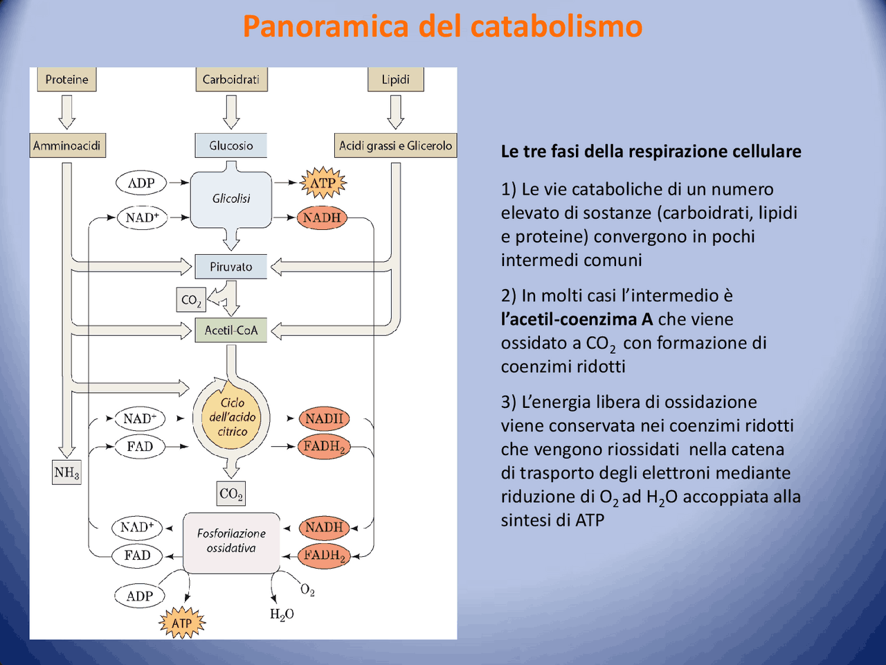 Biochimica: ciclo dell'acido citrico | Slide di Biochimica | Docsity