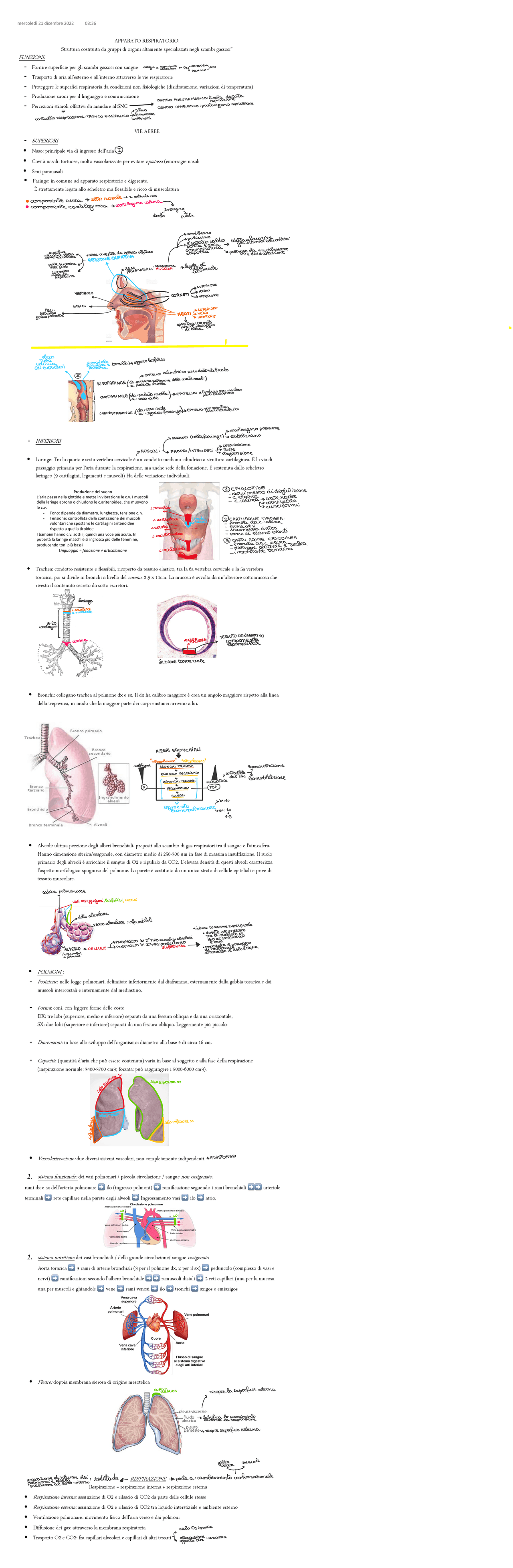 Anatomia Del Sistema Respiratorio Schemi E Mappe Concettuali Di