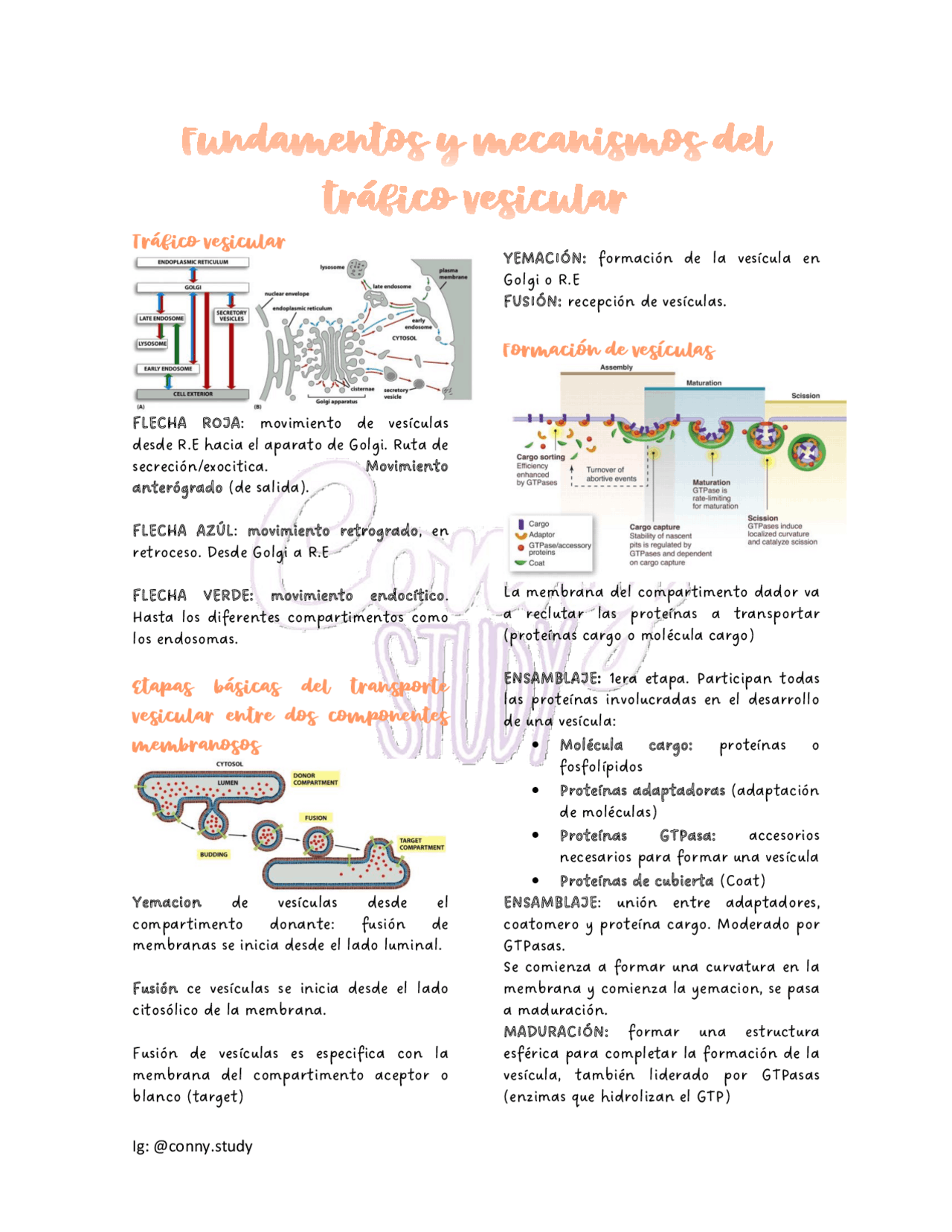 Biología celular Tráfico vesicular | Apuntes de Biología Celular | Docsity