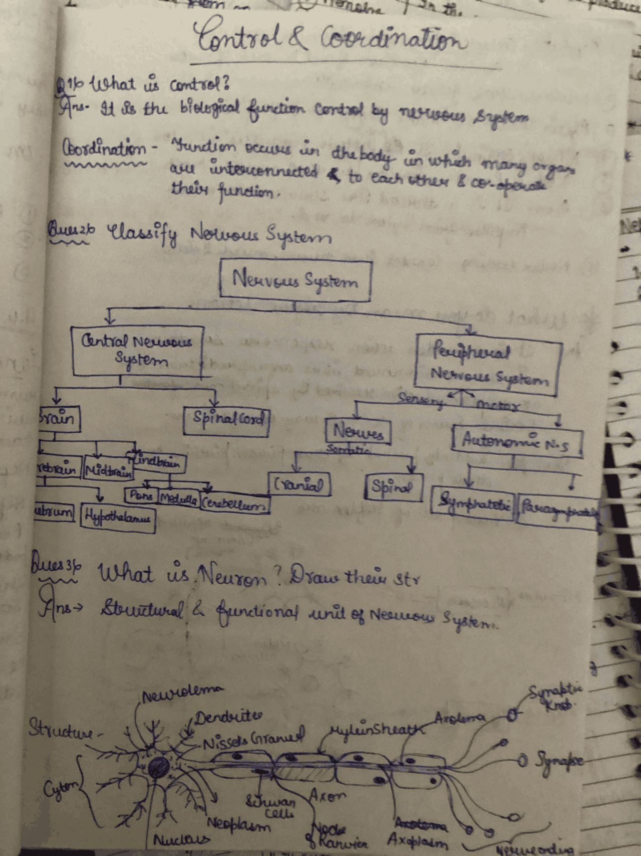 control and coordination | Cheat Sheet Biology | Docsity