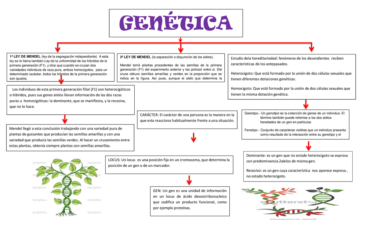 Introducción a la genética | Esquemas y mapas conceptuales de Biología | Docsity
