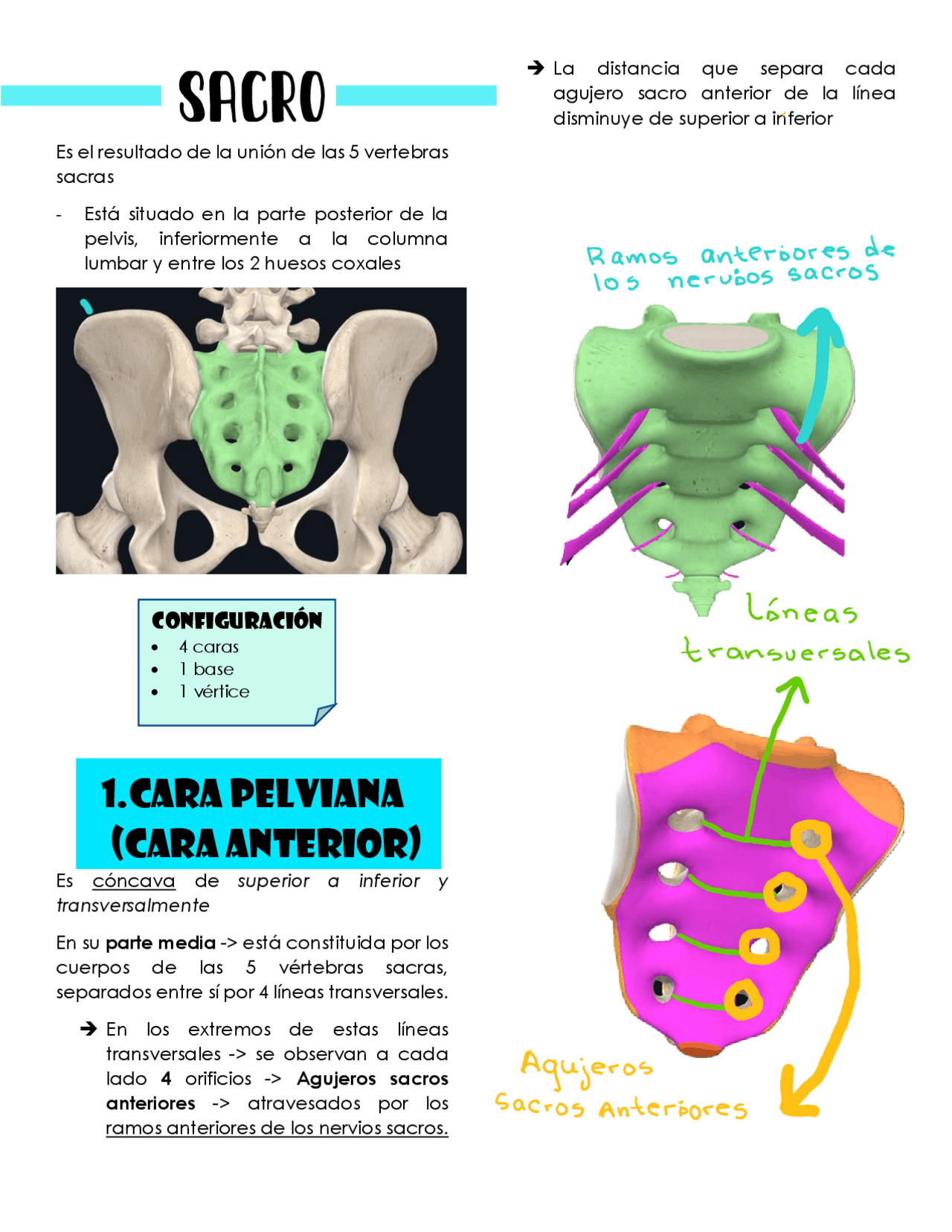 Resumen de periné masculino | Esquemas y mapas conceptuales de Anatomía ...