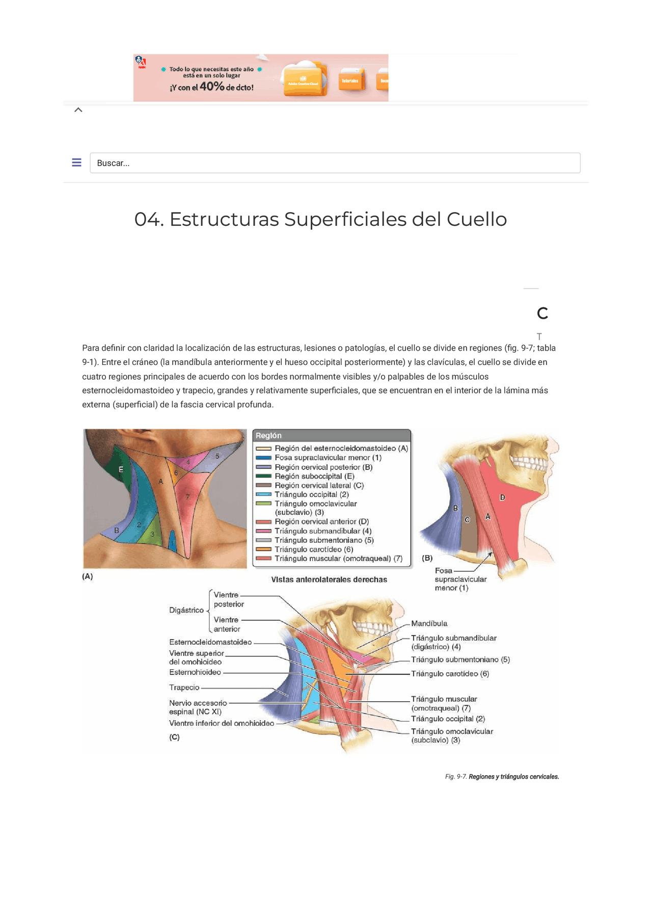 Estructuras Superficiales Del Cuello Apuntes De Anatomía Docsity