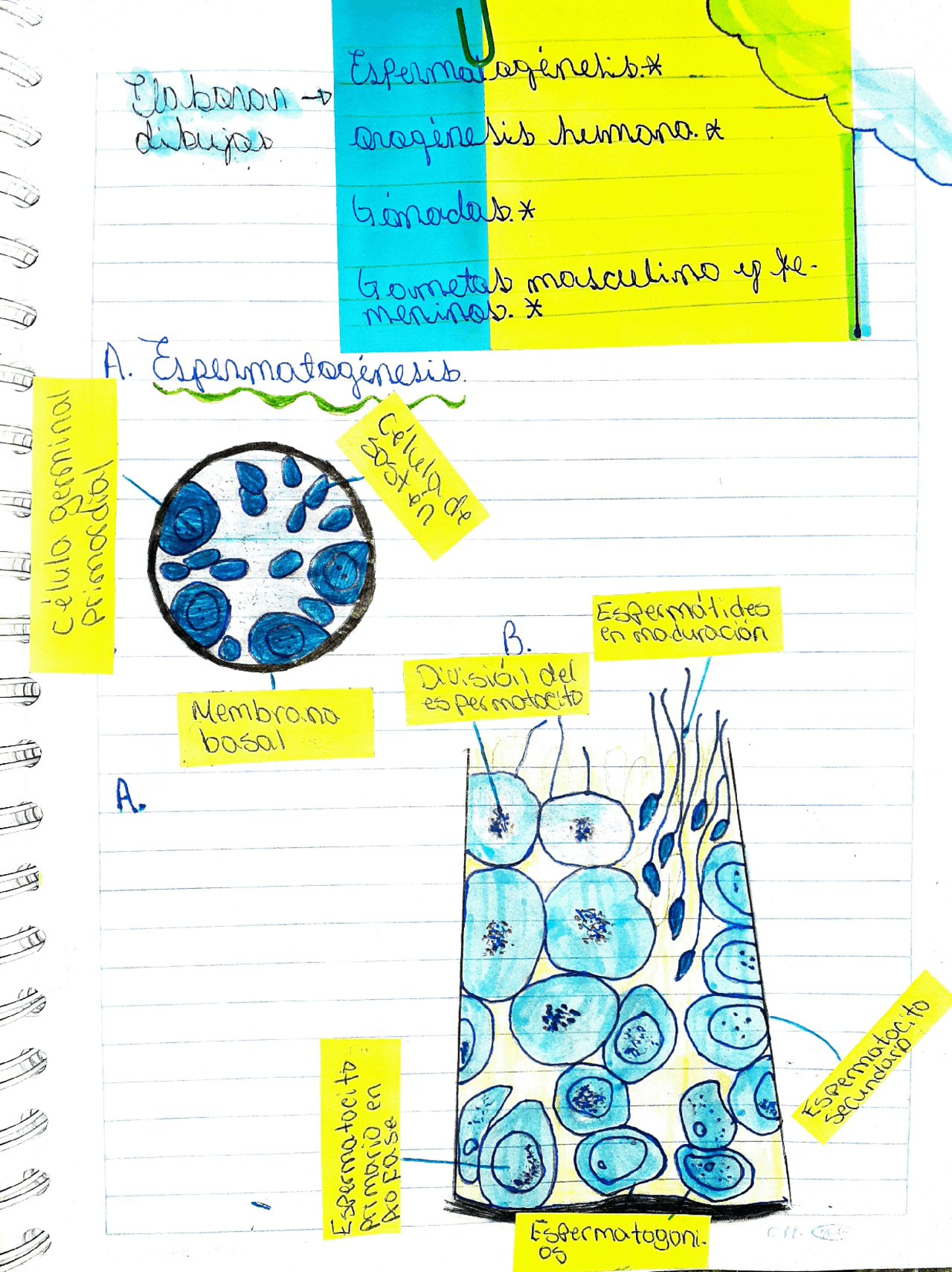Dibujos De Embriología Y Conceptos De Micro Esquemas Y Mapas