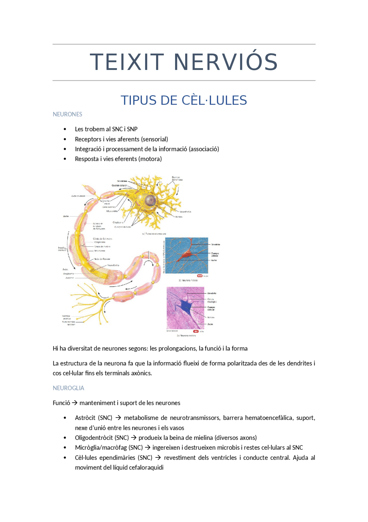 AF1 Teixit nerviós primer semestre | Apuntes de Anatomía | Docsity