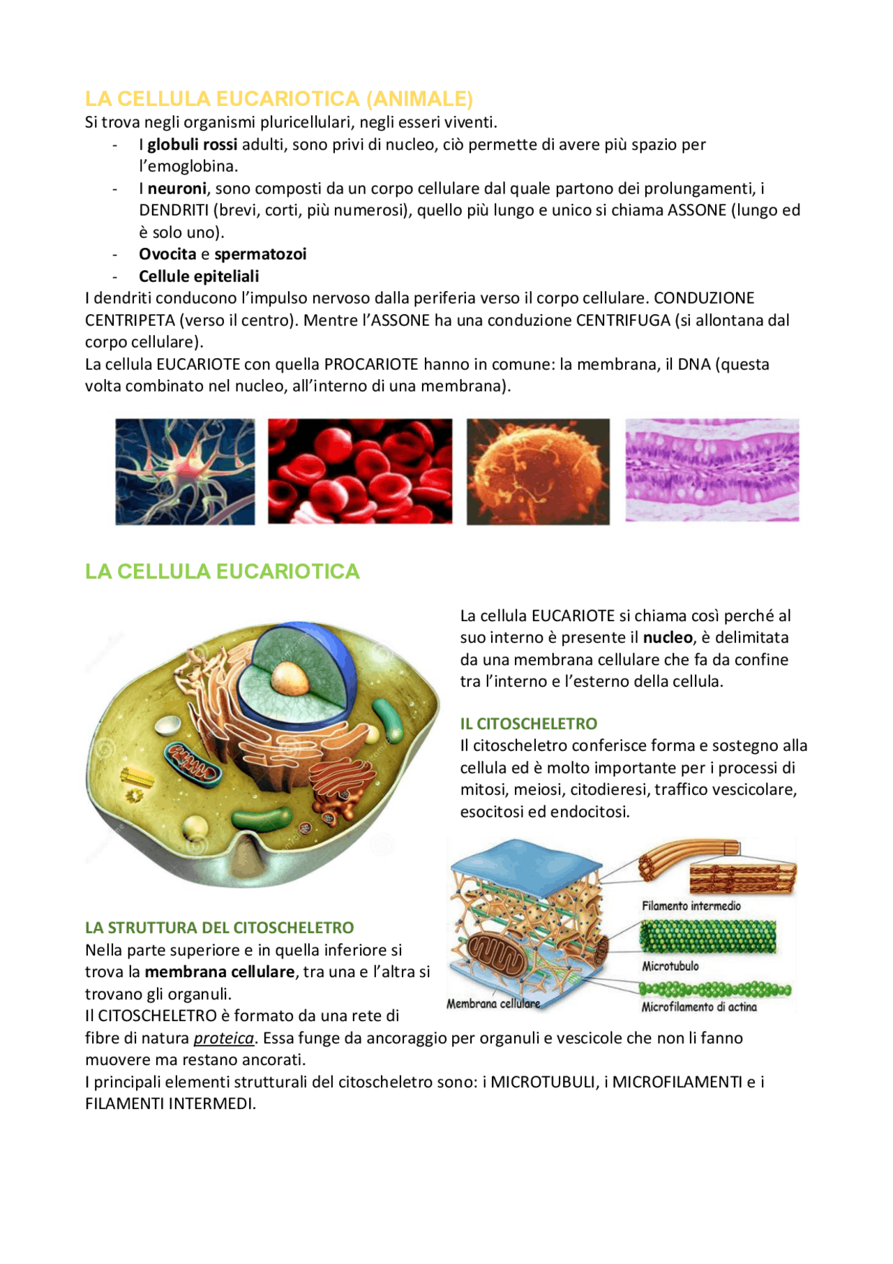 La Cellula Eucariote Infermieristica Appunti Di Biologia Docsity