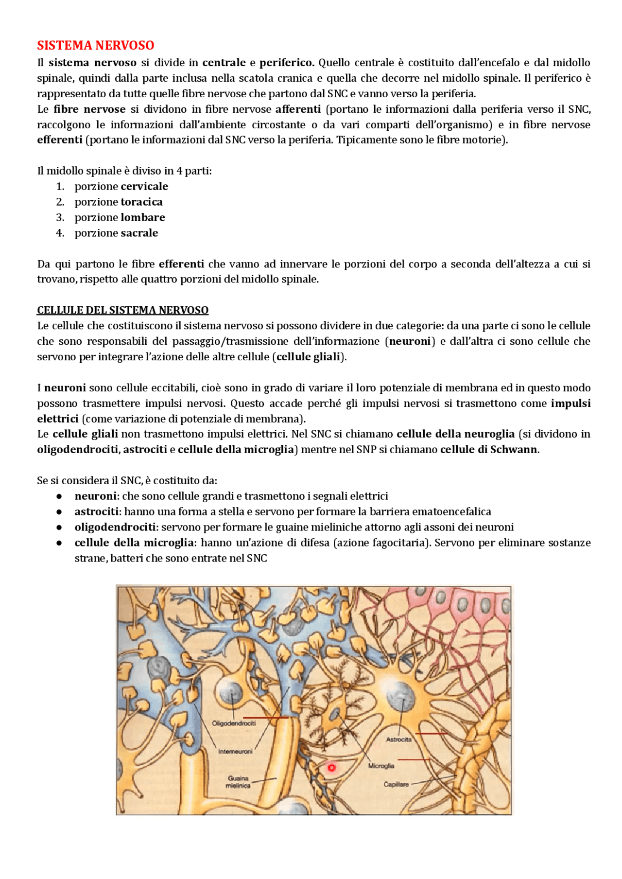 Sistema Nervoso E Sue Attività Appunti Di Fisiologia Docsity