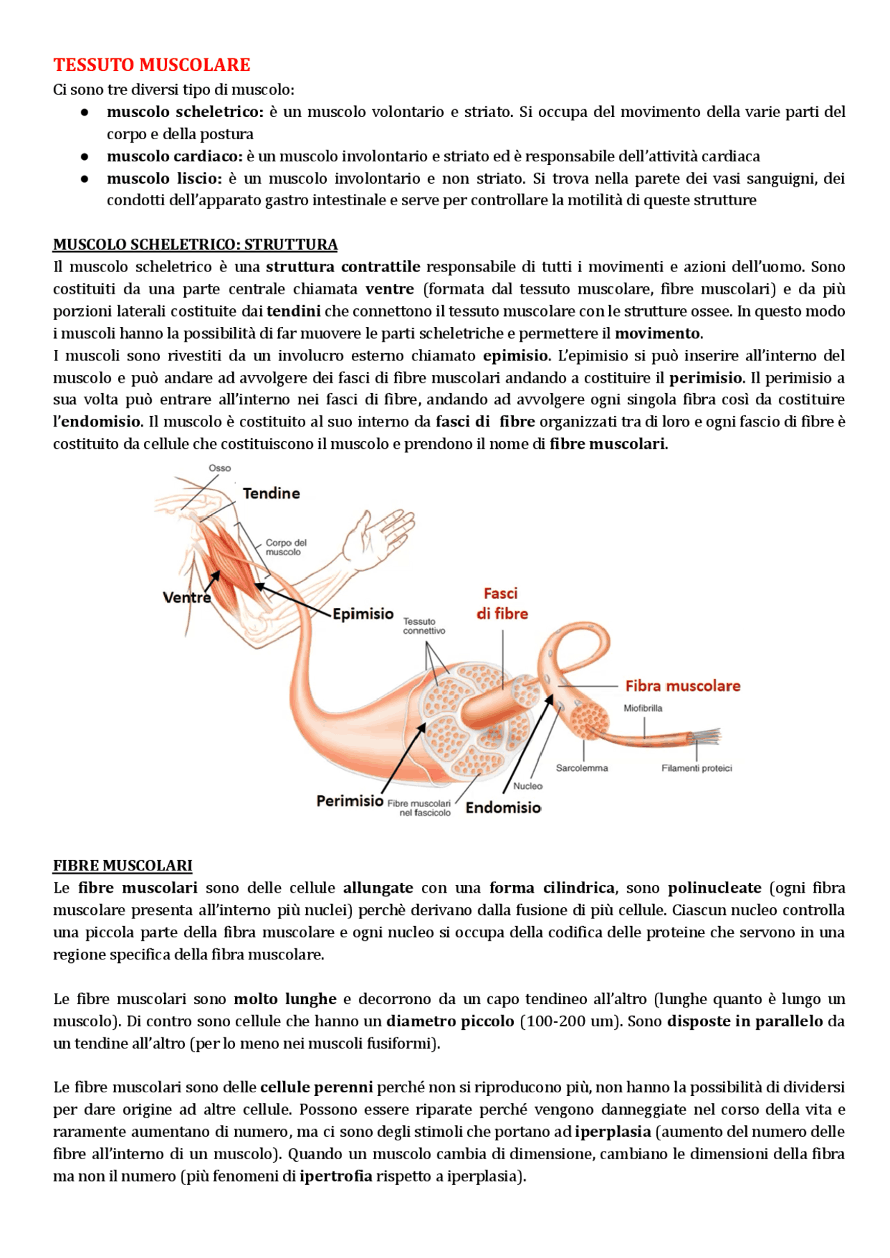 Tessuto Muscolare Dalle Basi Appunti Di Fisiologia Docsity